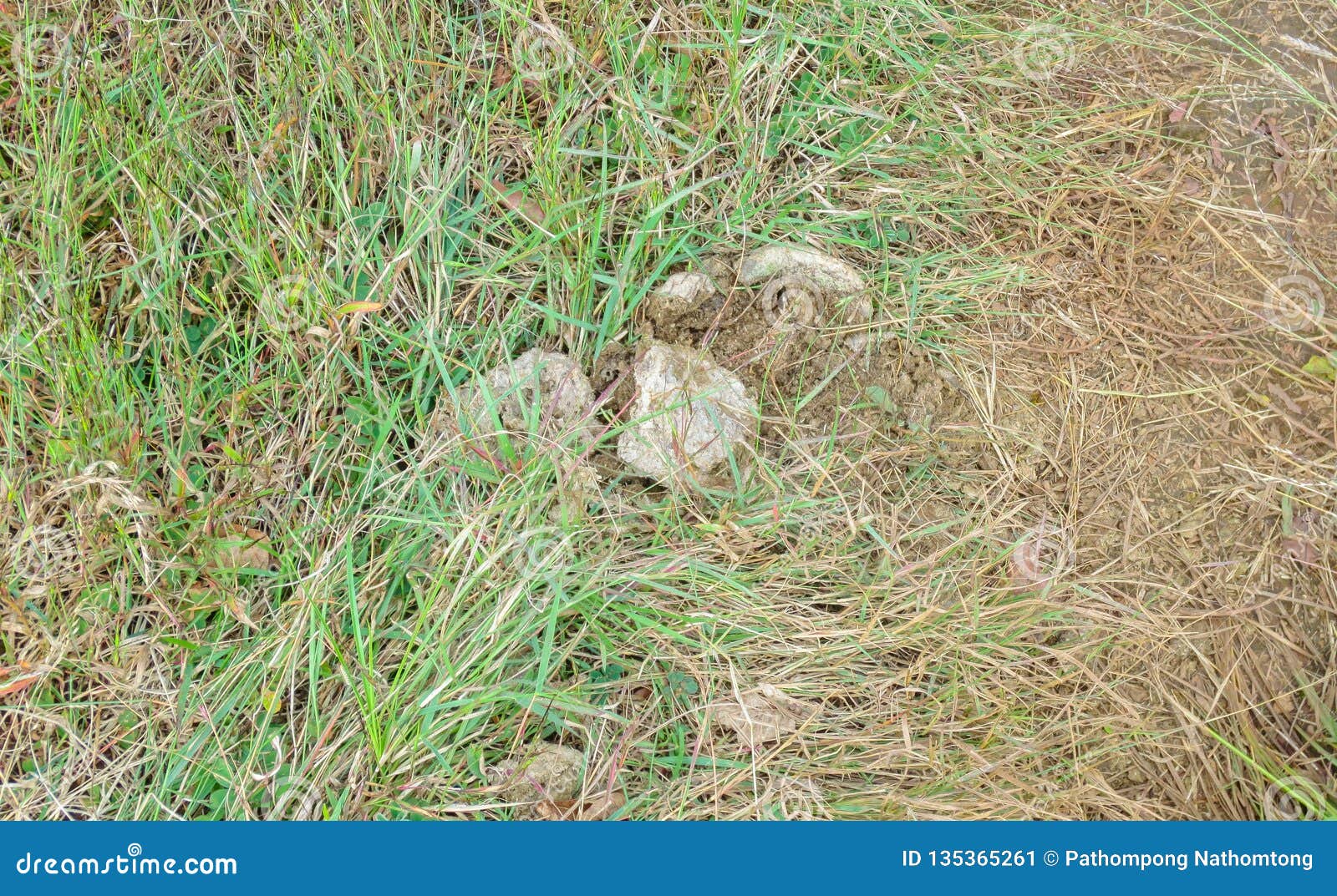 Dried Cow Dung on the Grass Stock Image - Image of bull, heap: 135365261