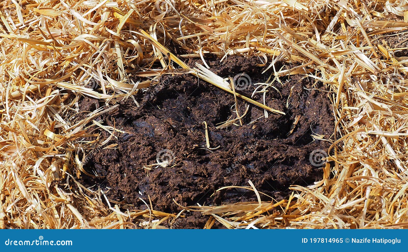 Dried Cow Manure, Straw and Cow Dung Stock Image - Image of background ...