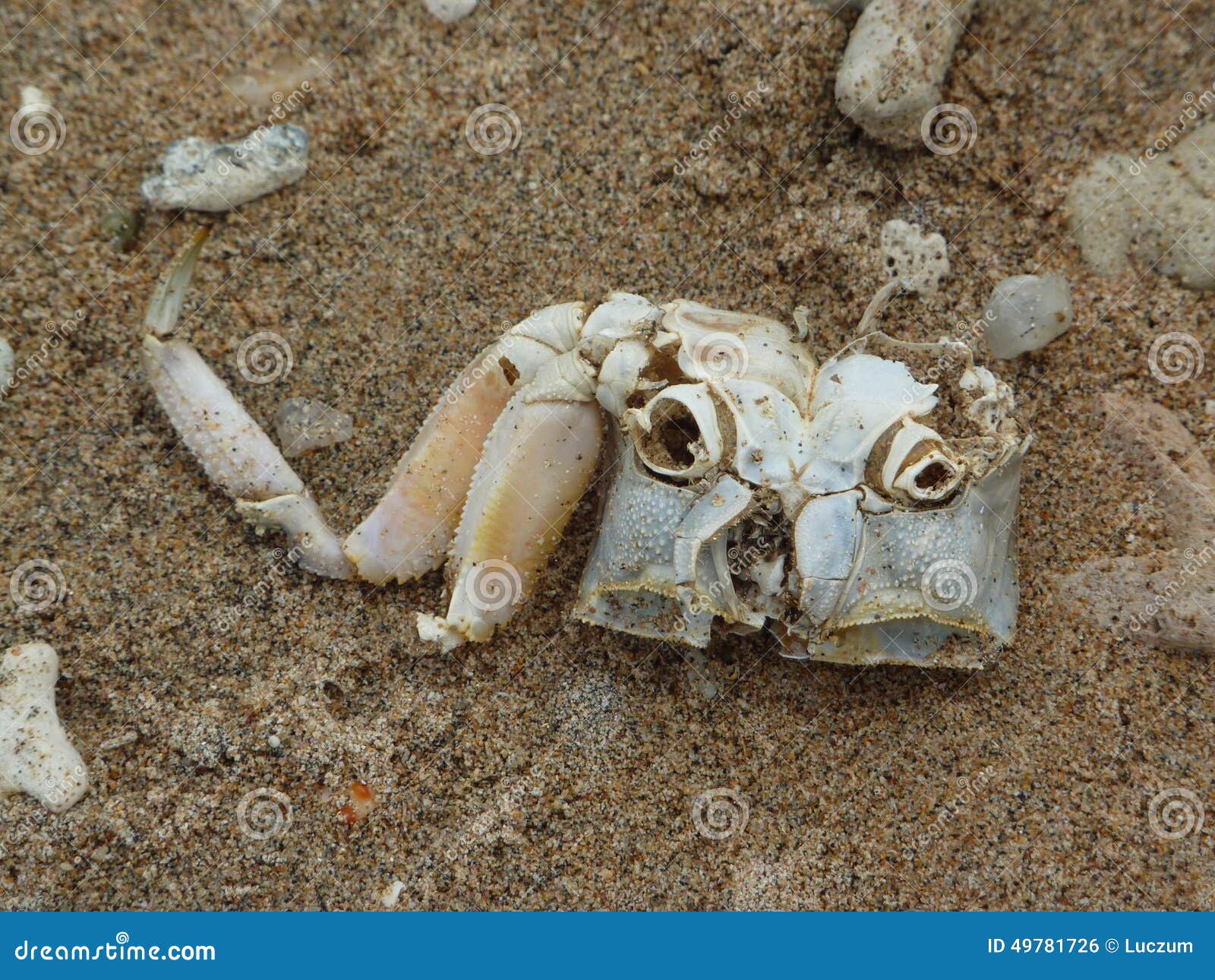 Crab Skeleton And Sea Lettuce Royalty-Free Stock Photo | CartoonDealer ...
