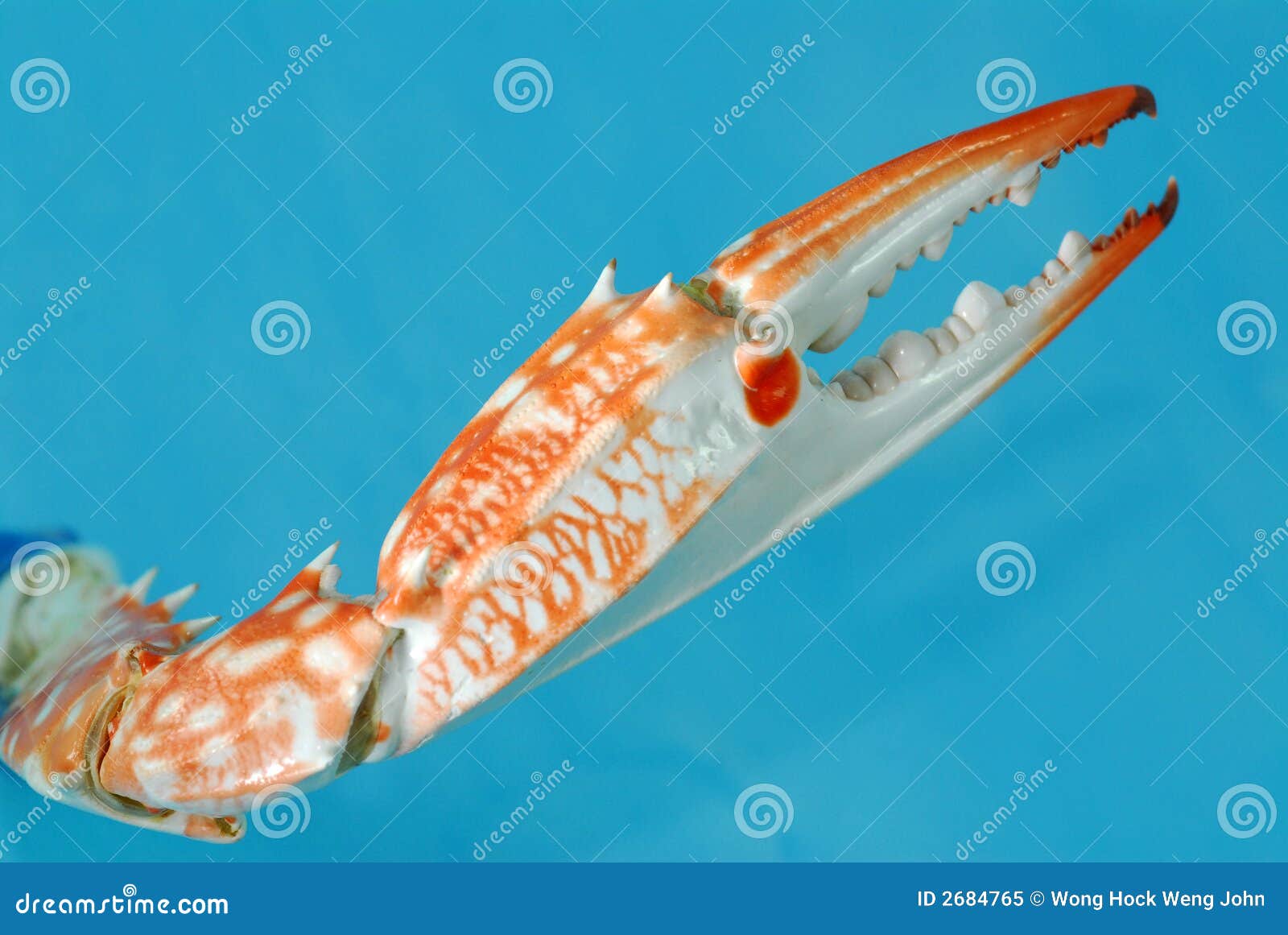 Dried Crab Tong On The Table Picture. Image: 2684765