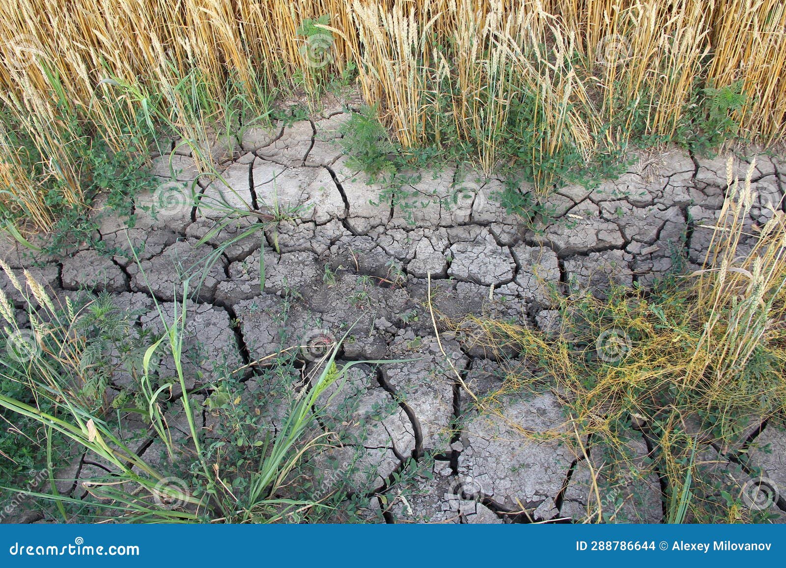 Dried, Cracked Soil in an Agricultural Field Stock Photo - Image of ...