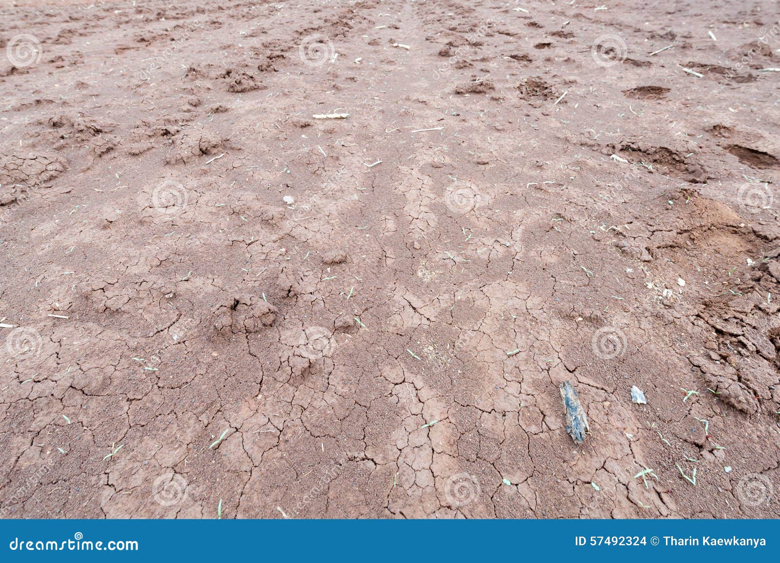 Dried and cracked stock photo. Image of broken, arid - 57492324