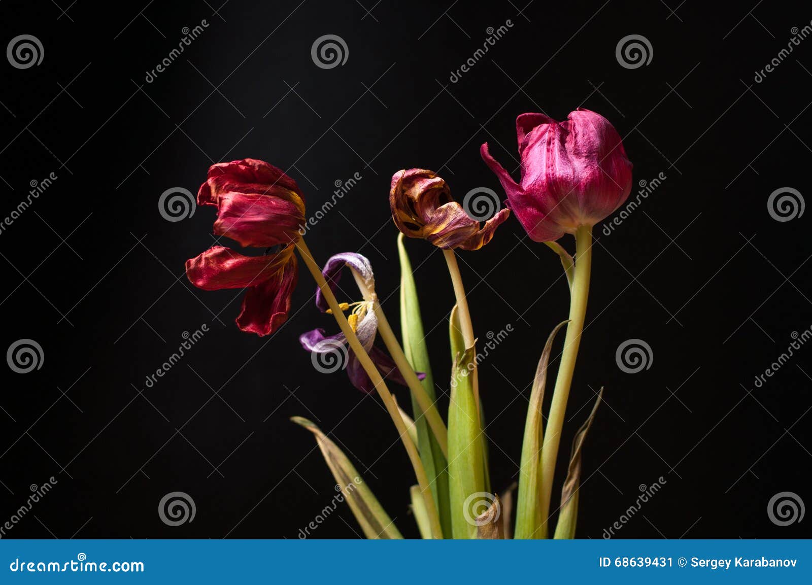 Dried Crumbling Flowers on a Black Background Stock Image - Image of ...