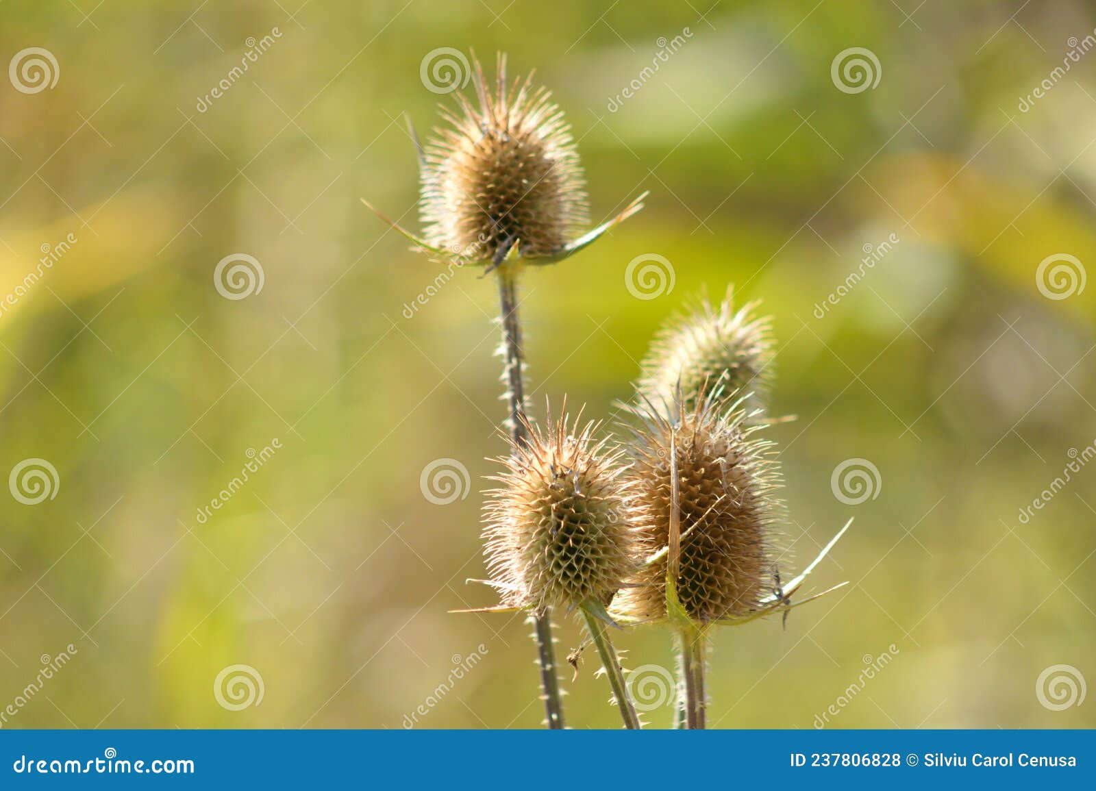 Dried Cutleaf Teasel Seeds Closeup View with Green Blurred Background ...