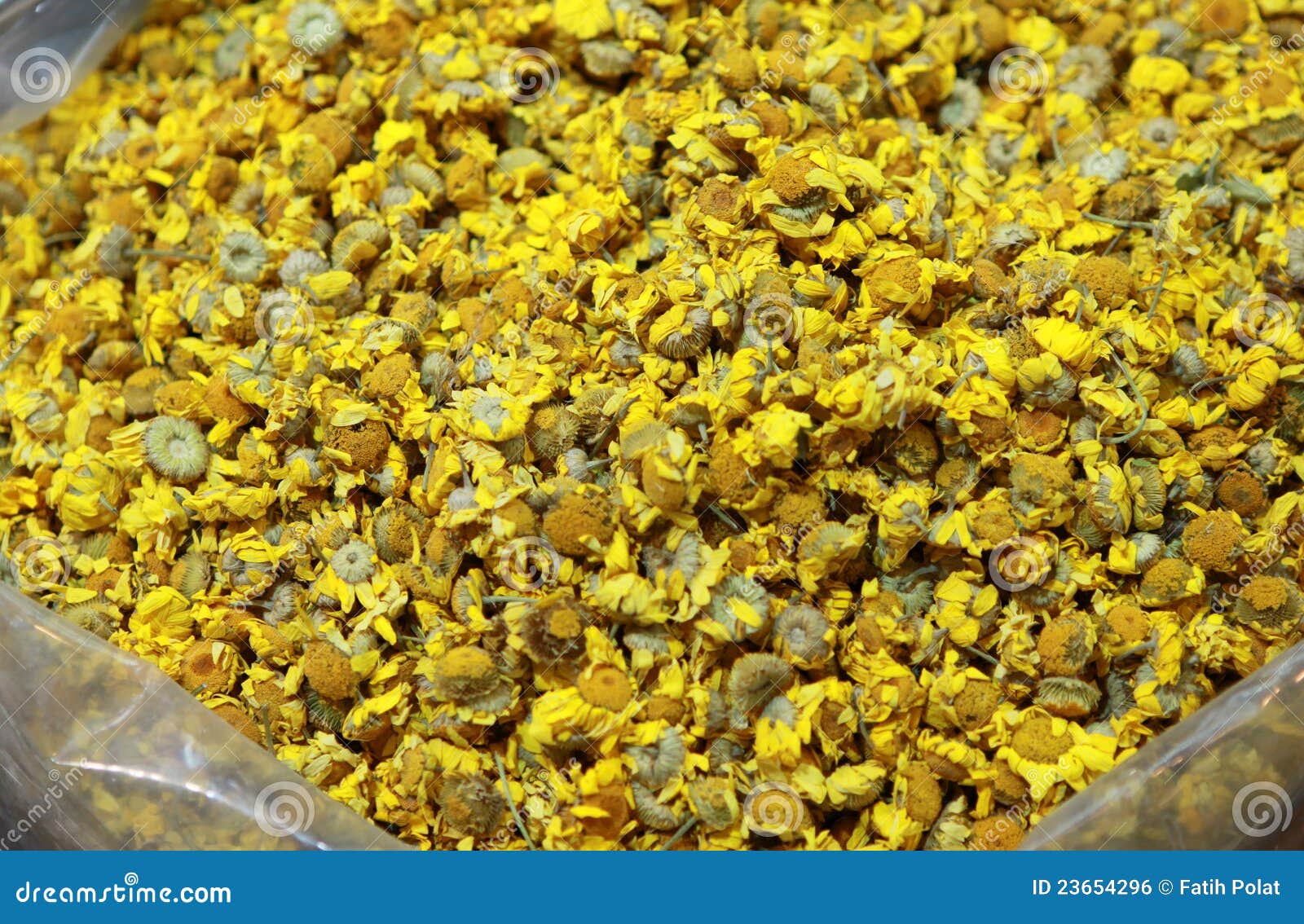 Dried daisy stock photo. Image of natural, dried, herbalist - 23654296