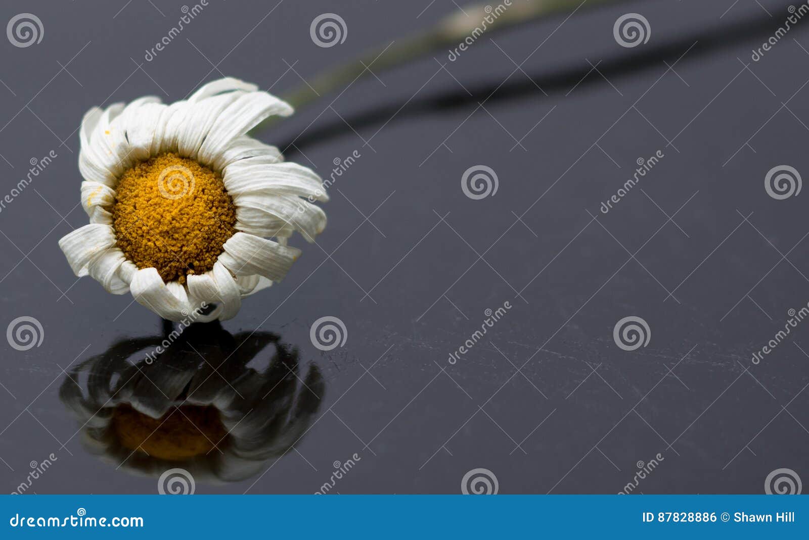 Dried Daisy stock photo. Image of scratched, wilted, dying - 87828886