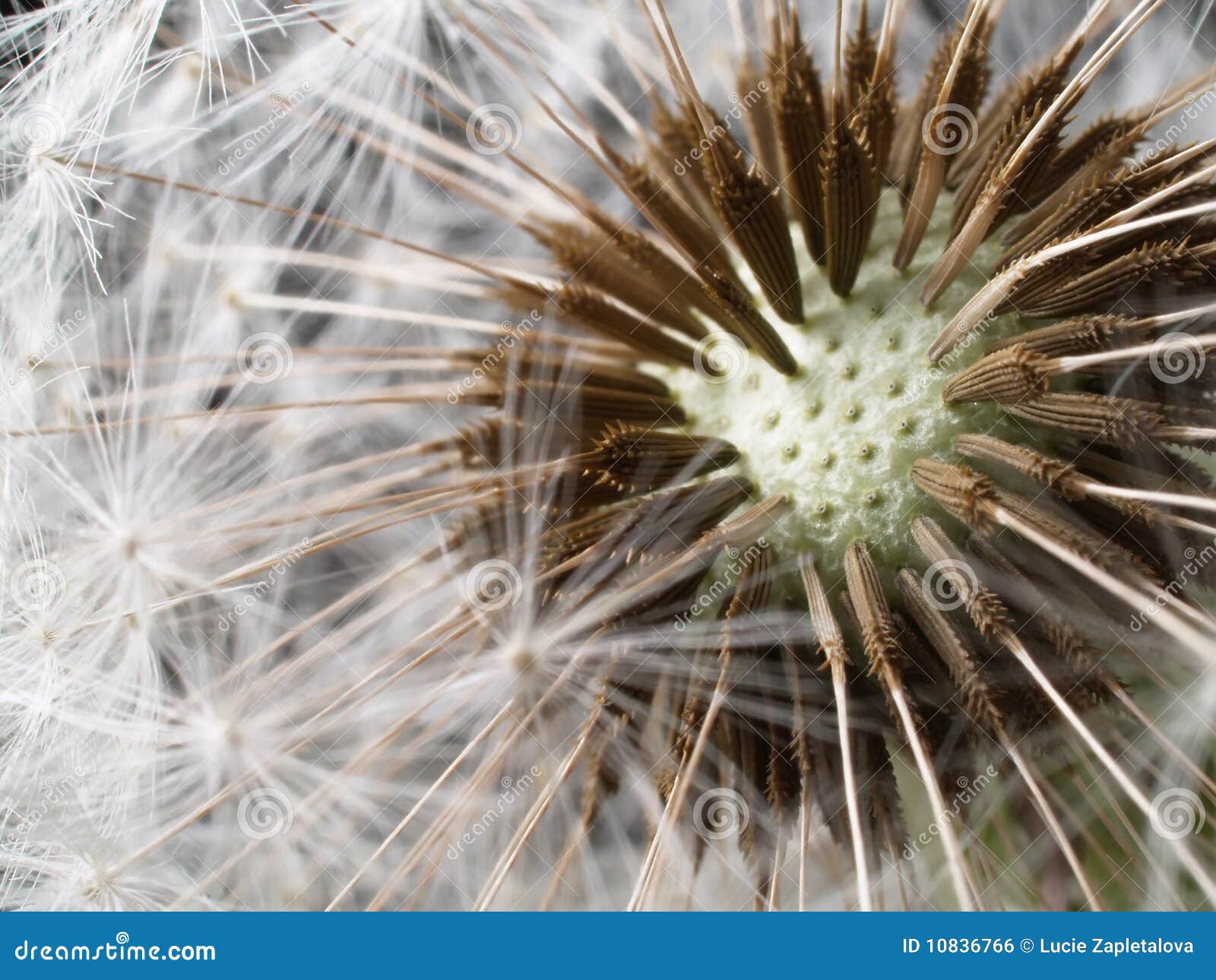 Dandelion seed head stock photo. Image of blossoming - 10836766