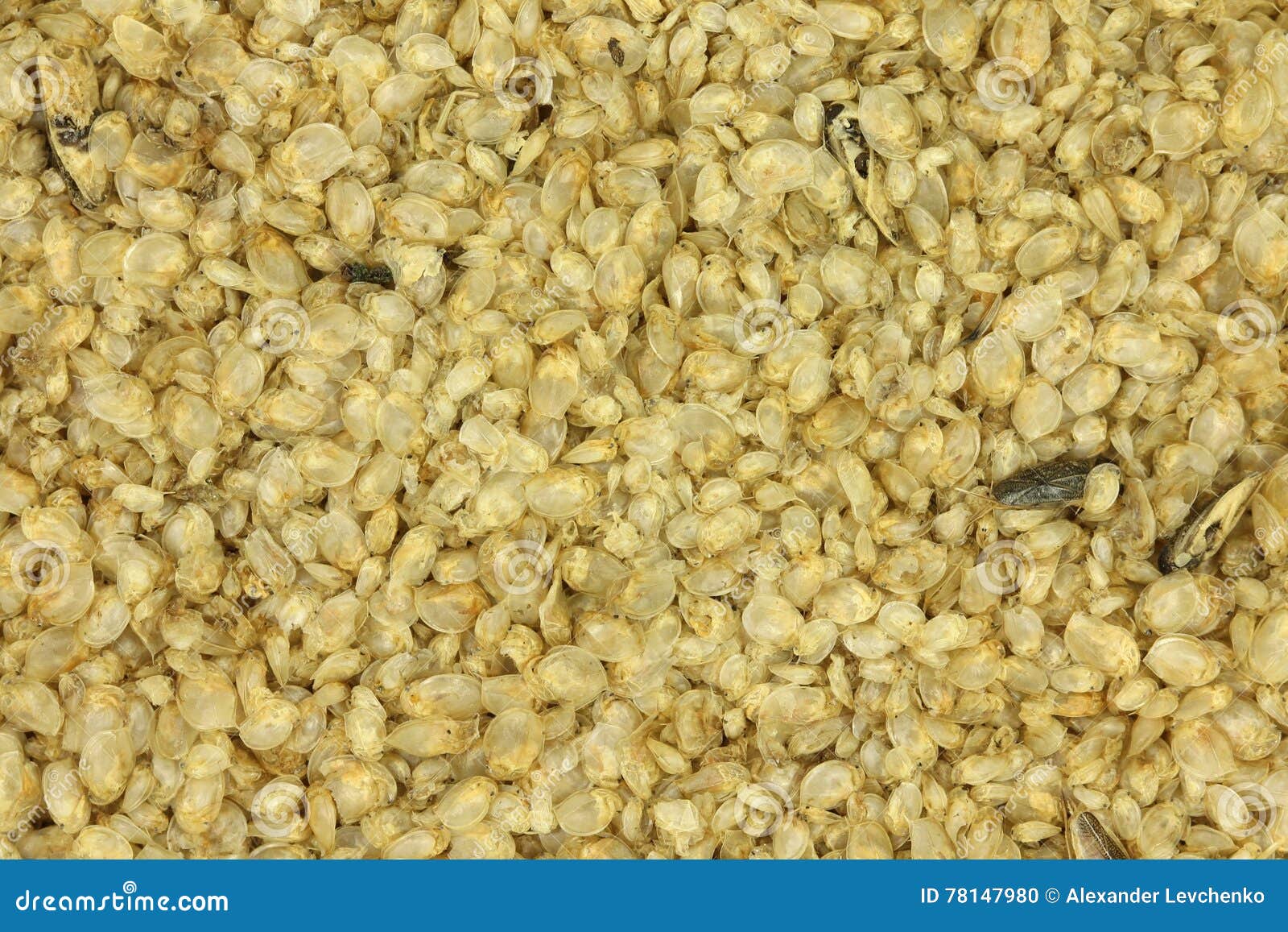 Dried Daphnia Feed for Aquarium Fish Background Stock Photo - Image of ...