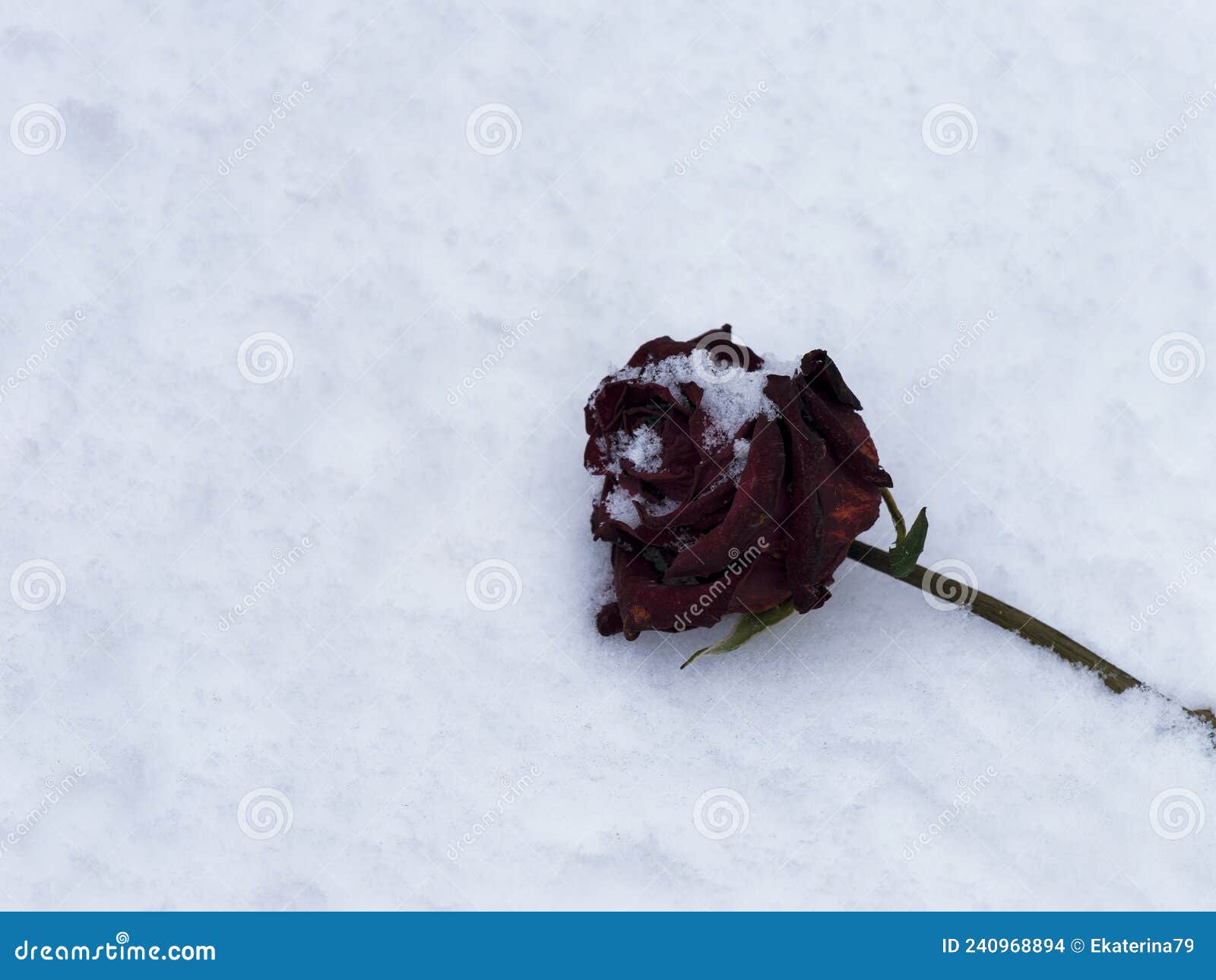 Dried Dark Red Rose Laying on Snow Stock Photo - Image of snow, flower ...