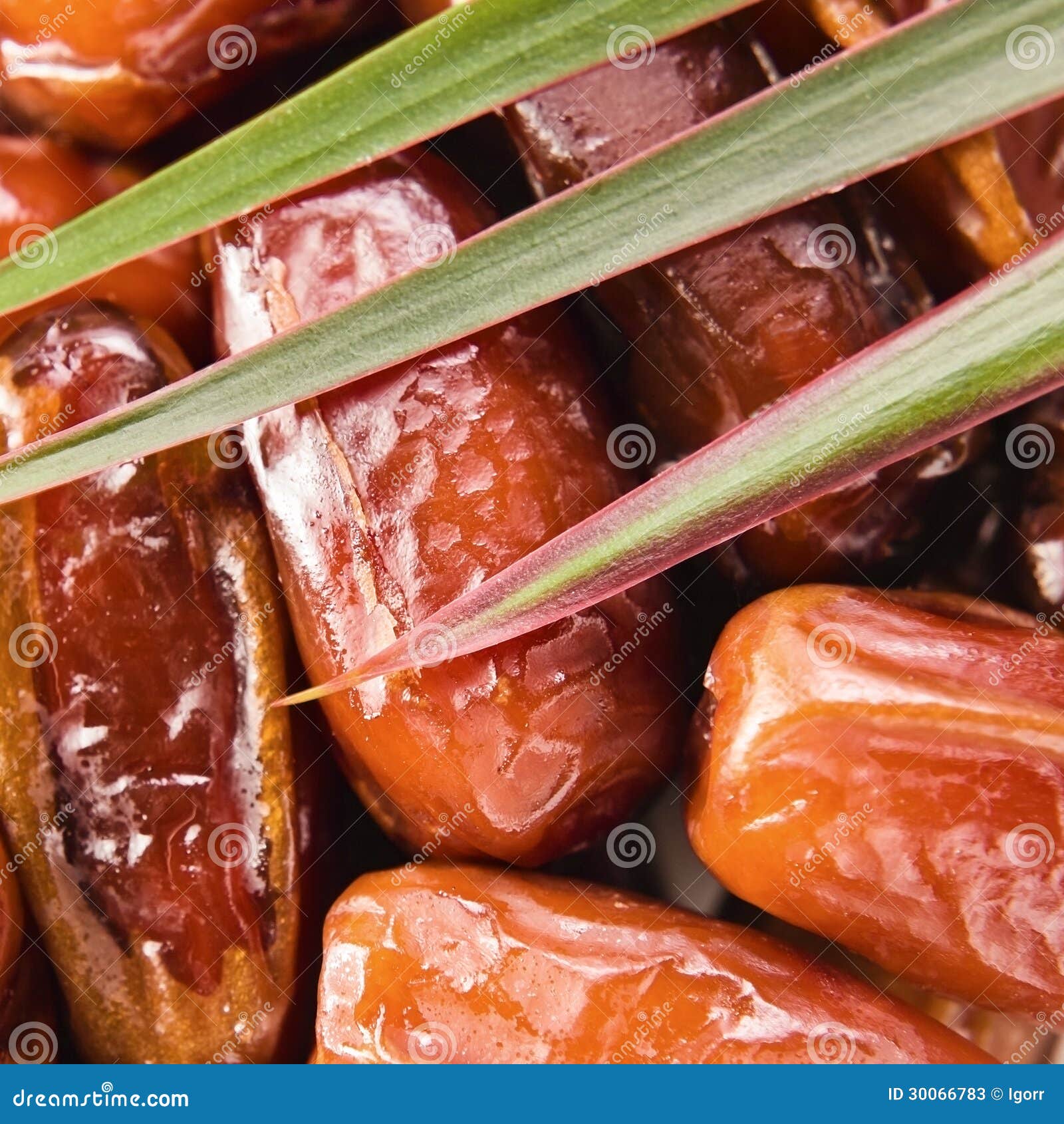 Dried Dates Picture. Image: 30066783