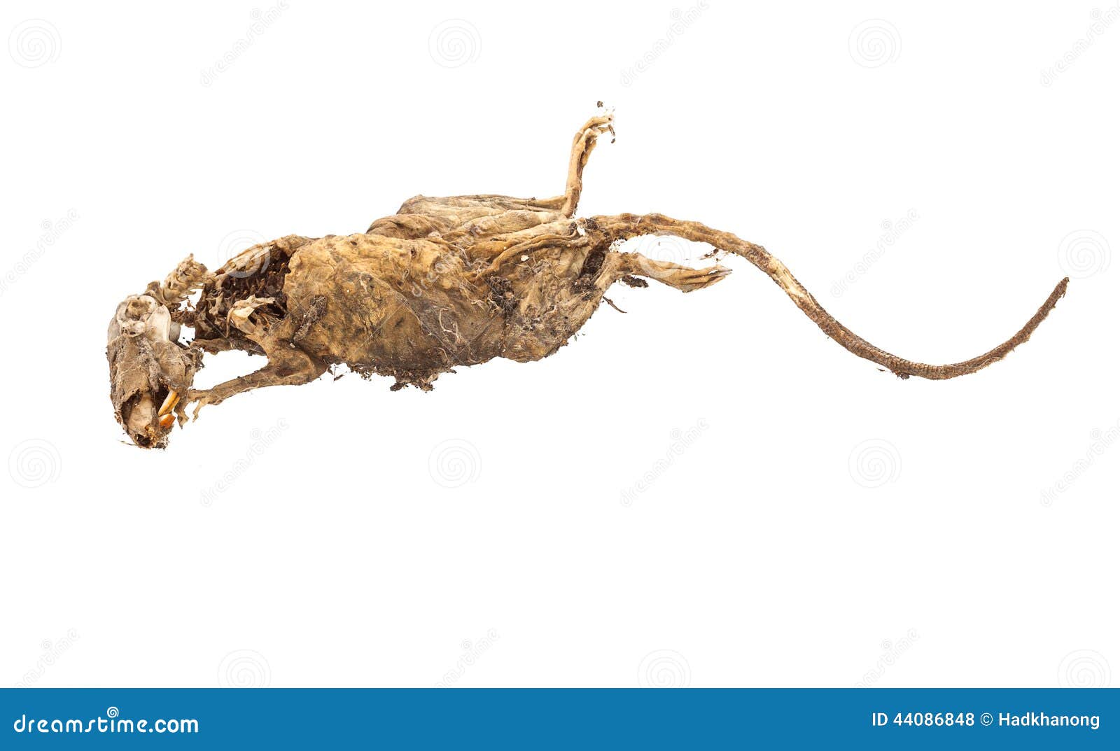 Dried dead body of rat stock photo. Image of bone, death - 44086848