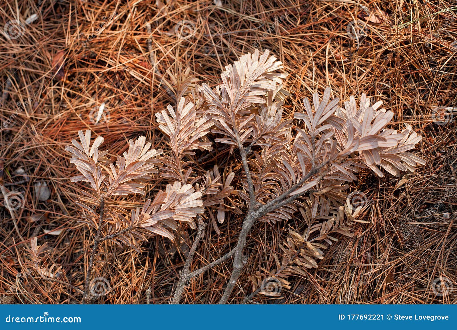 Dead Branches Lying on a Bed a Conifer Needles Stock Image - Image of ...