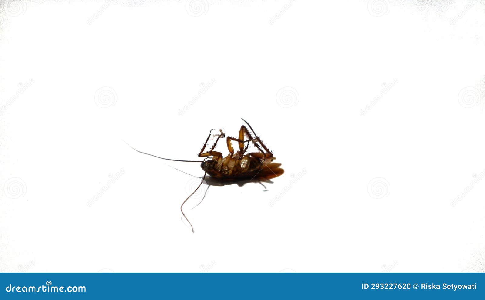 Dead Cockroach Isolated On White. Generated By AI Tool. Royalty-Free ...