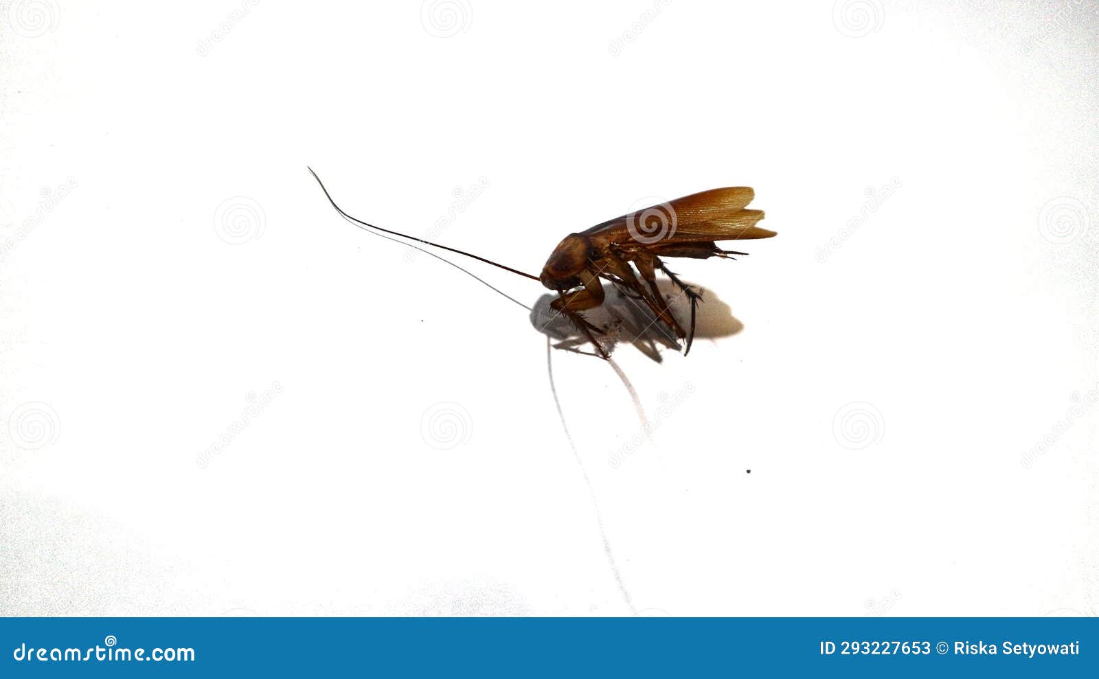 Dead Cockroach Isolated On White. Generated By AI Tool. Royalty-Free ...