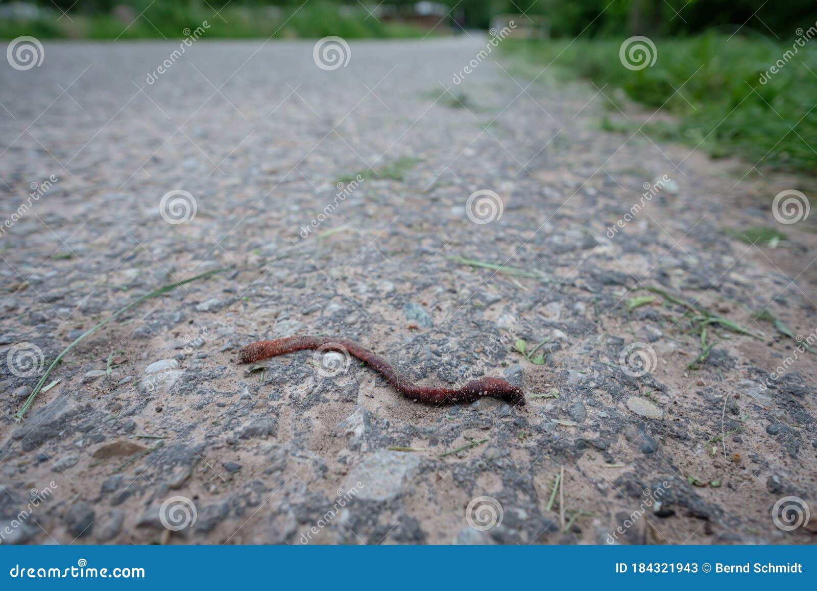 Dried dead earthworm stock image. Image of bottom, ecological - 184321943
