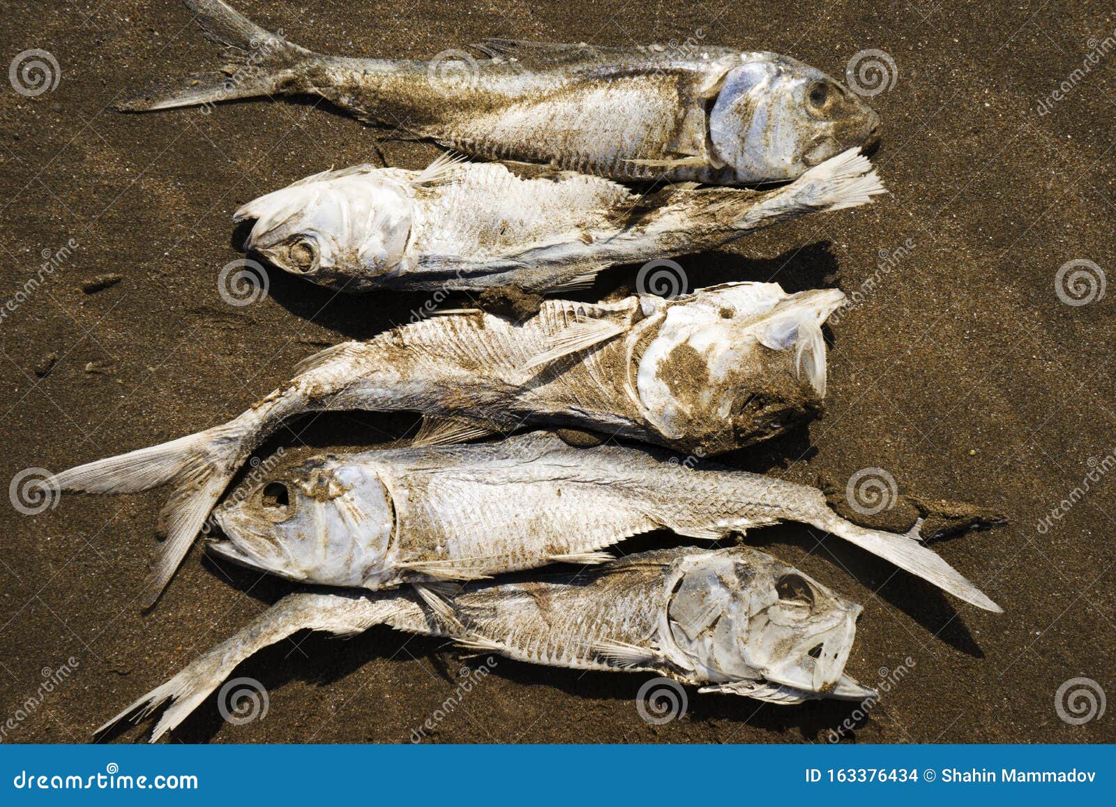 Dried, Dead Fish Herring on the Sand by the Sea Stock Photo - Image of ...