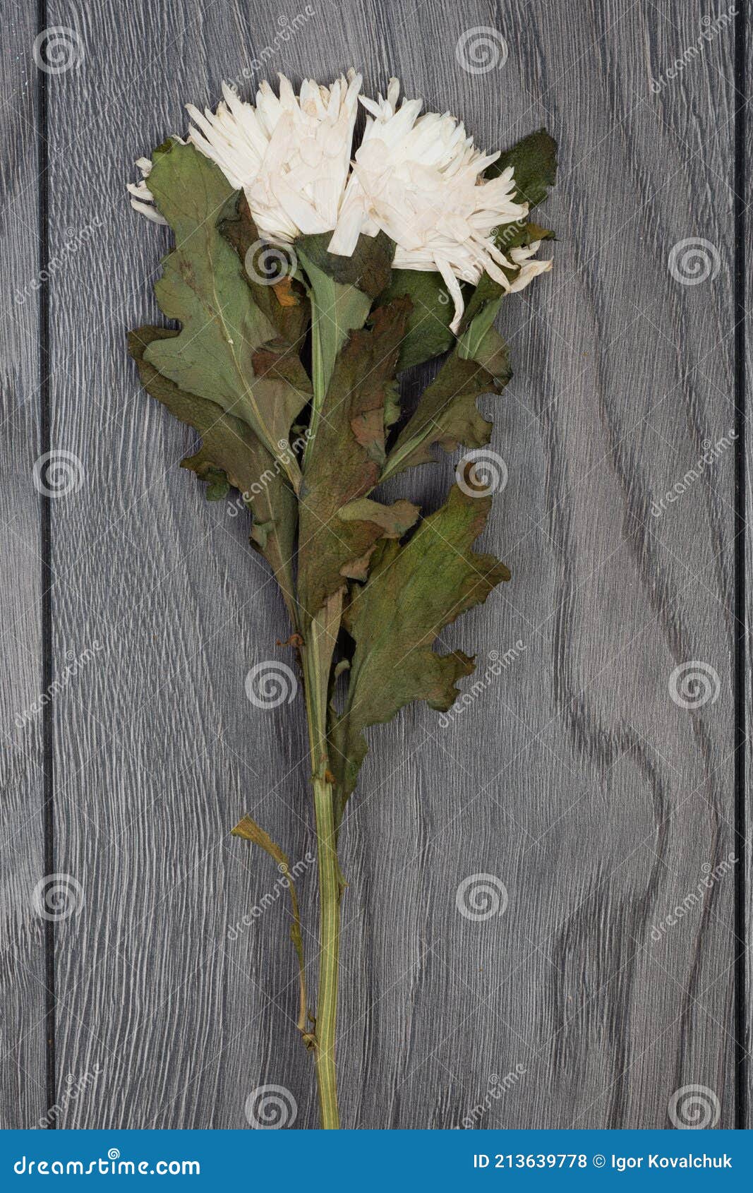 Dried dead flower stock photo. Image of darling, petal - 213639778