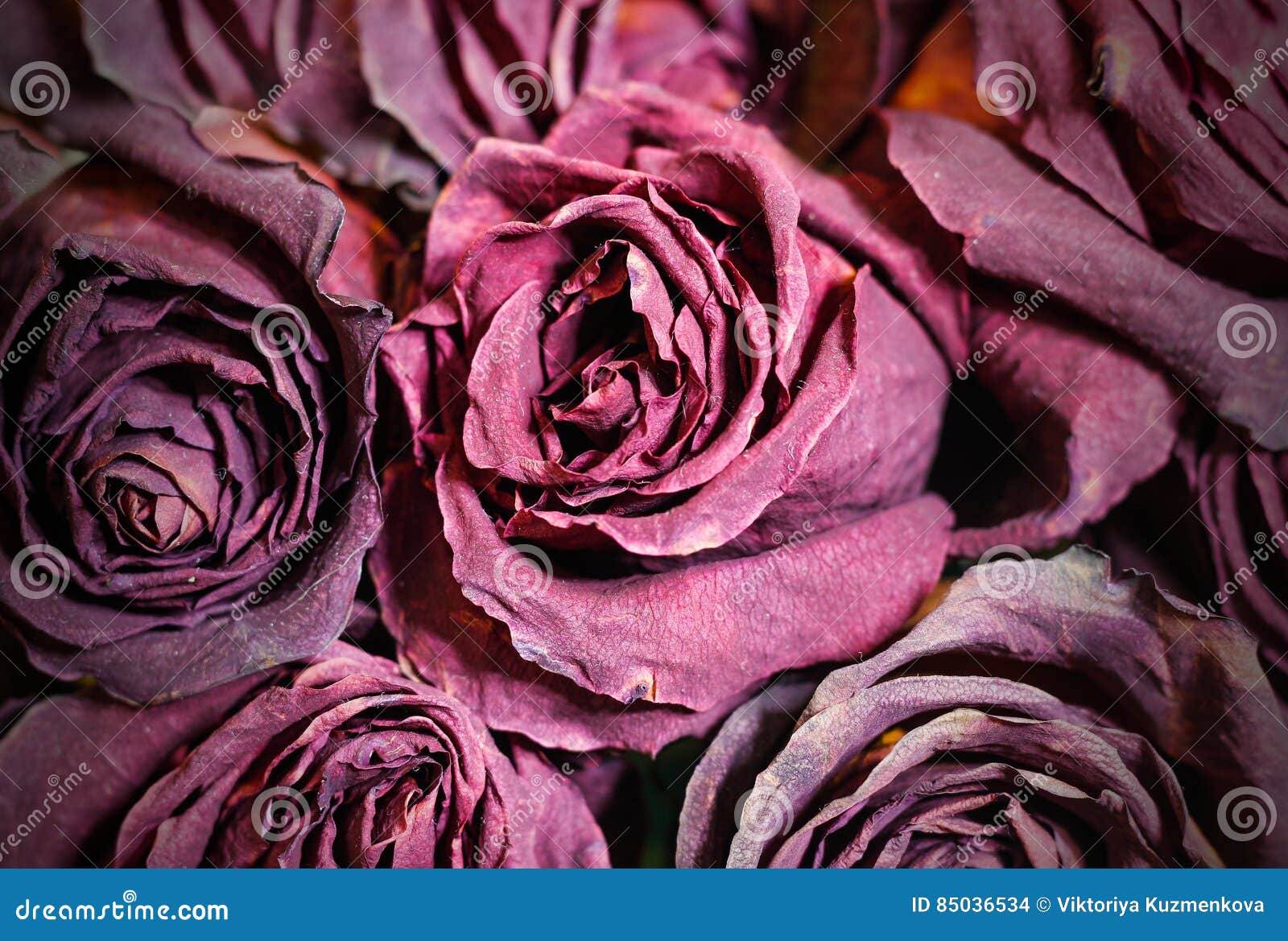 Dried Dead Flowers Red Rose. Wilted Roses. Stock Photo - Image of white ...