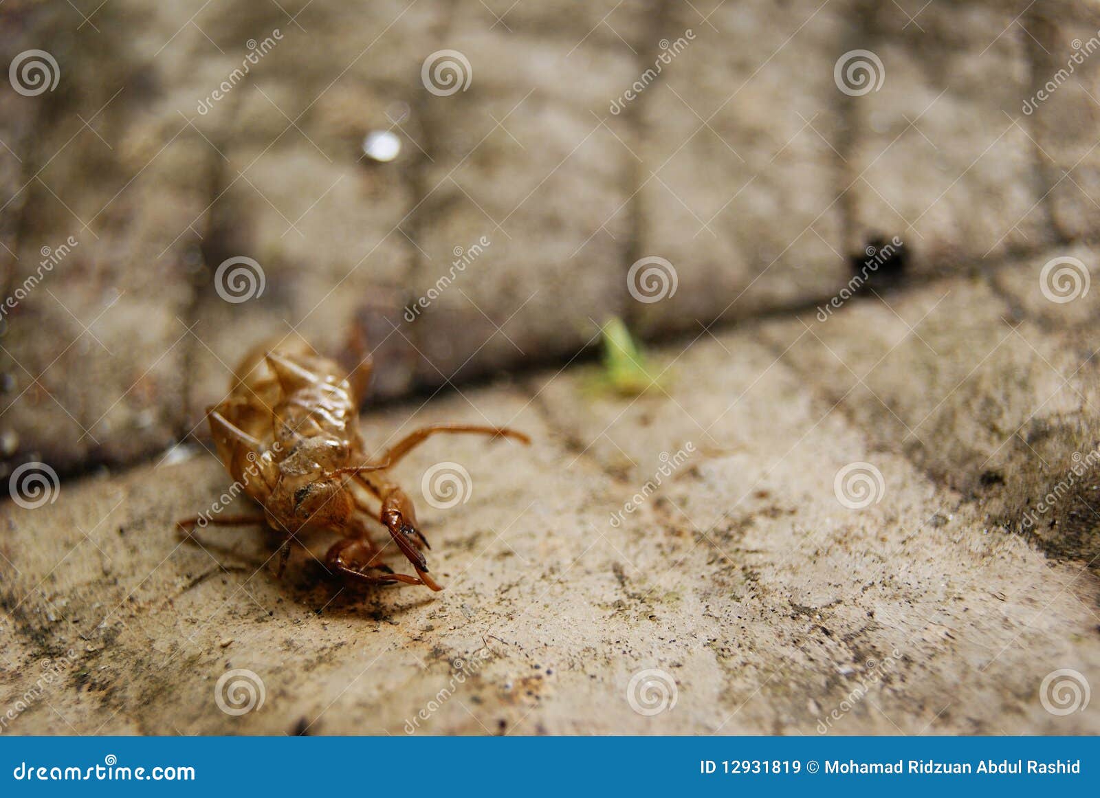 Dried Dead Insect on Dried Leaf Stock Image - Image of wild, focus ...