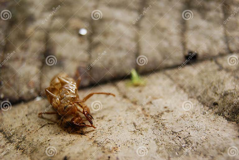Dried Dead Insect on Dried Leaf Stock Image - Image of wild, focus ...