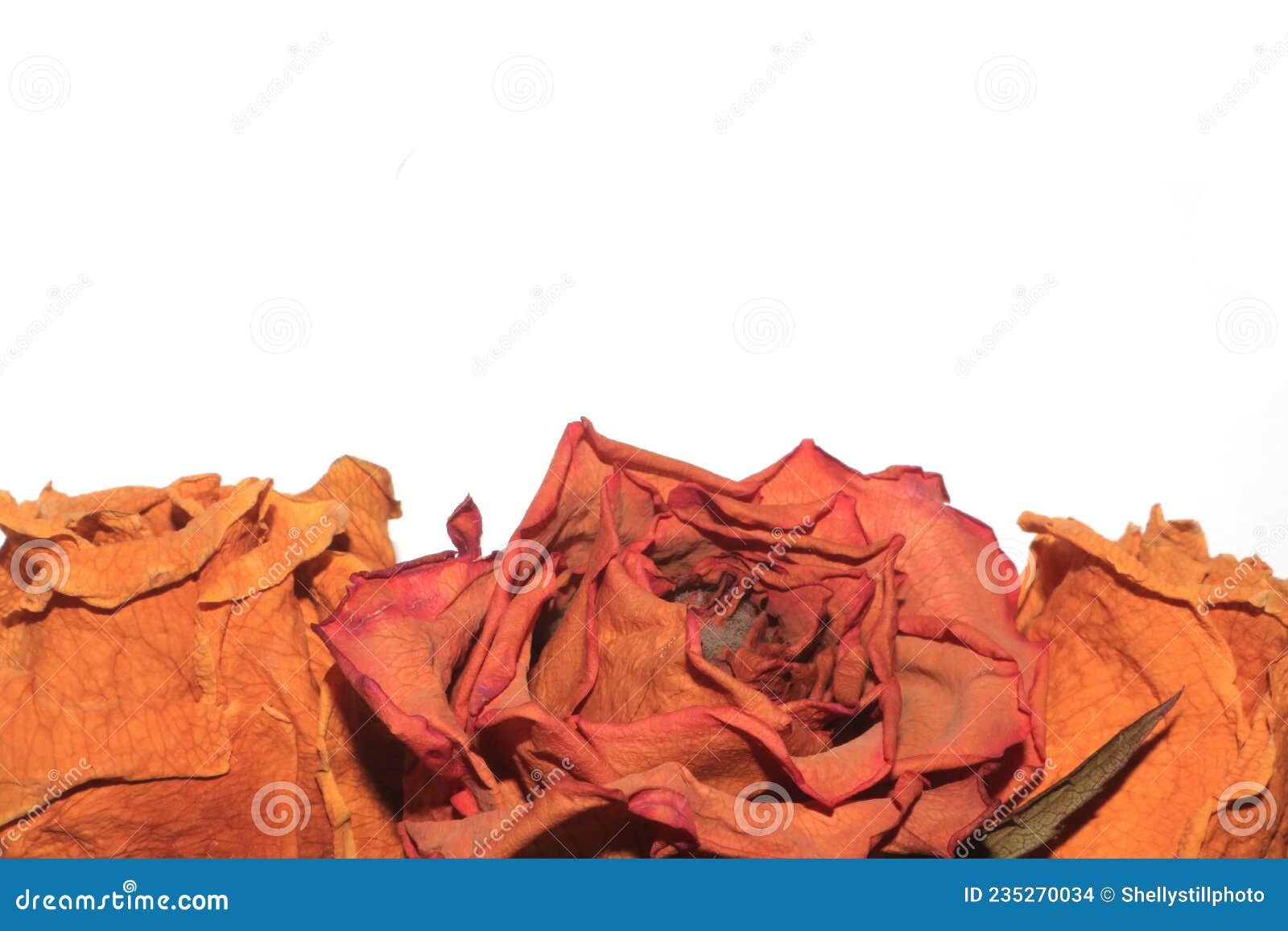 Dried Dead Red Roses Dead Flowers on White Background Stock Photo ...