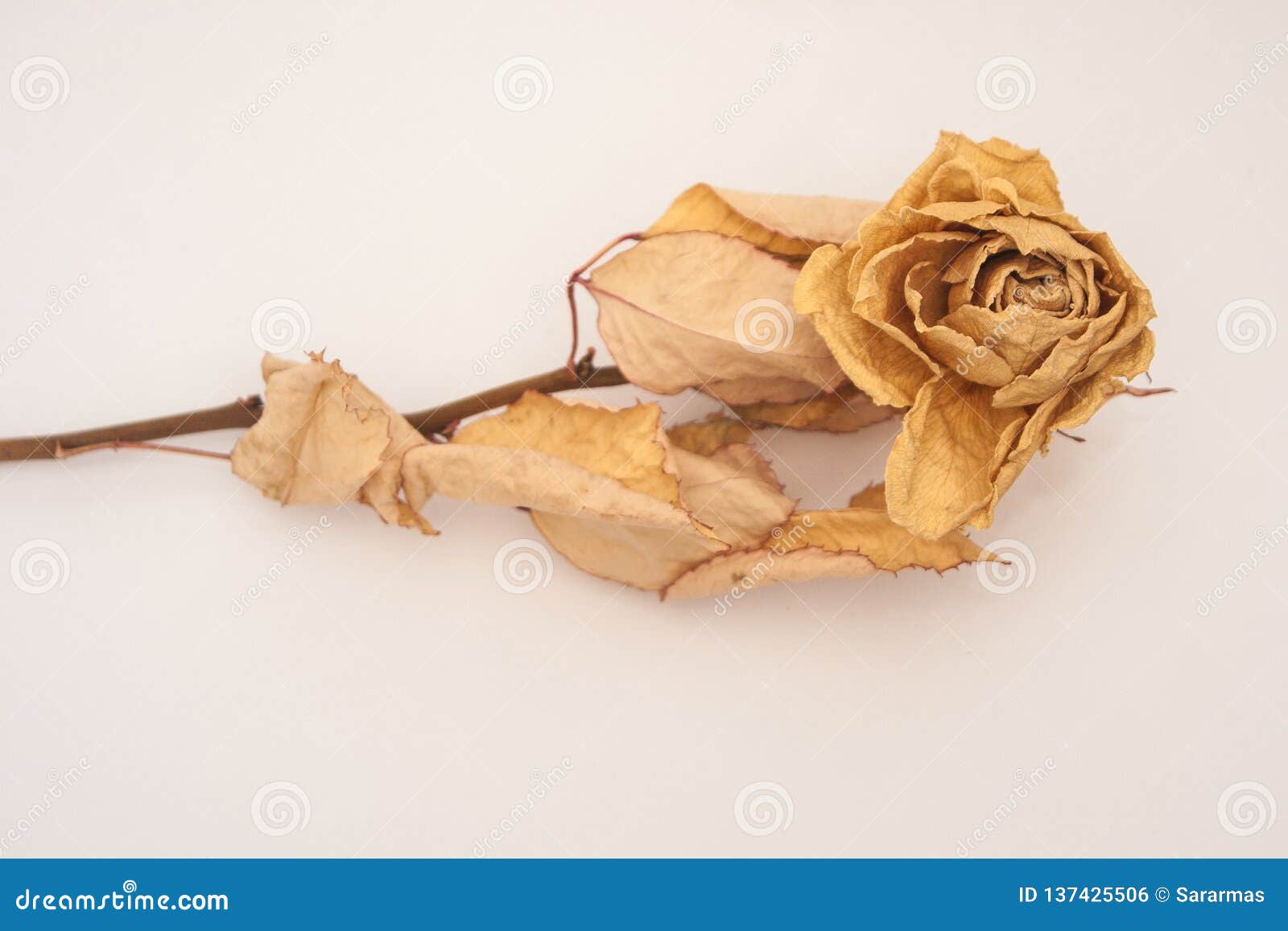 Dried Dead Rose on White Background Stock Photo - Image of flower ...