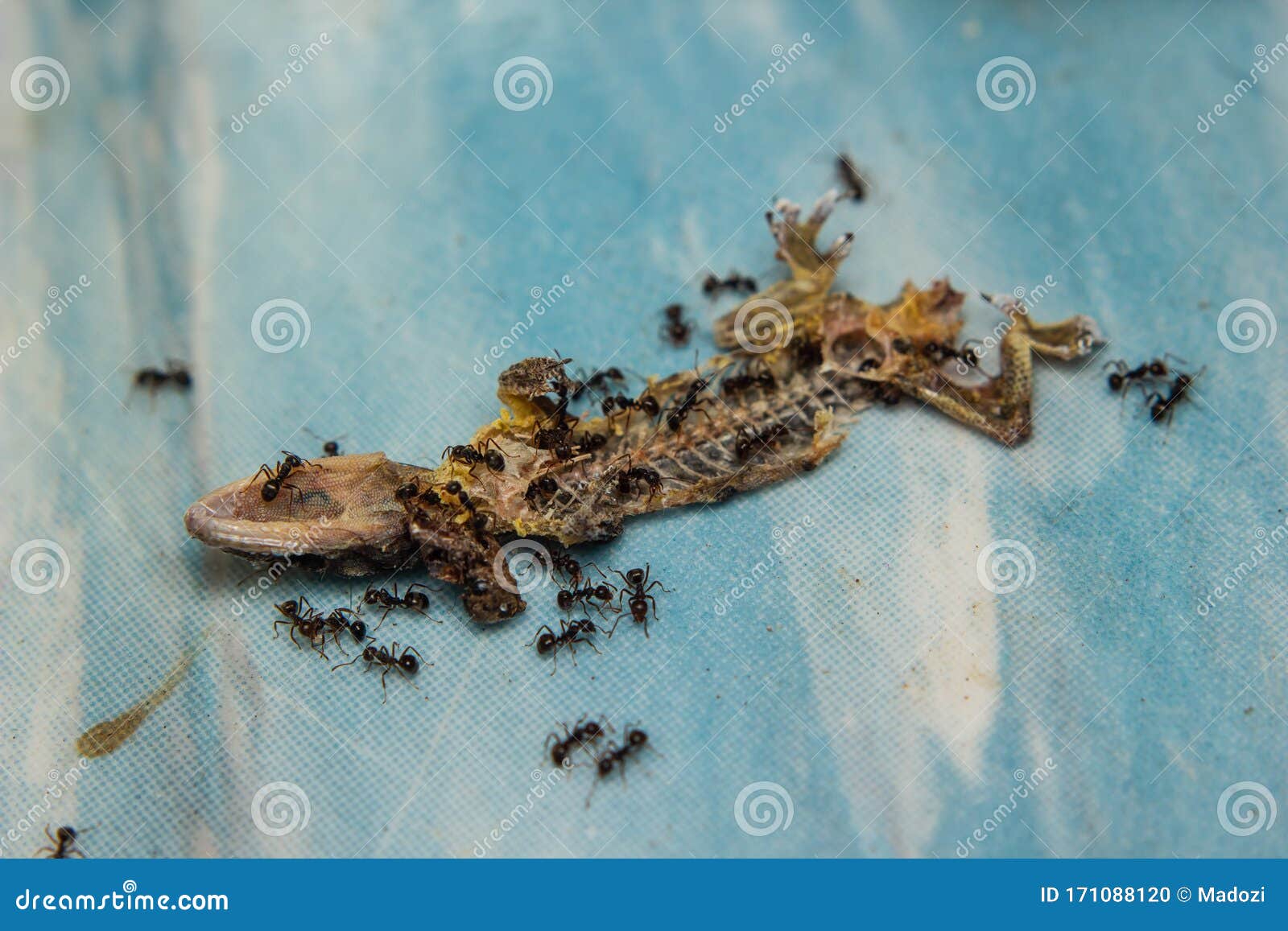Dead Lizard Stock Photos - Download 721 Royalty Free Photos