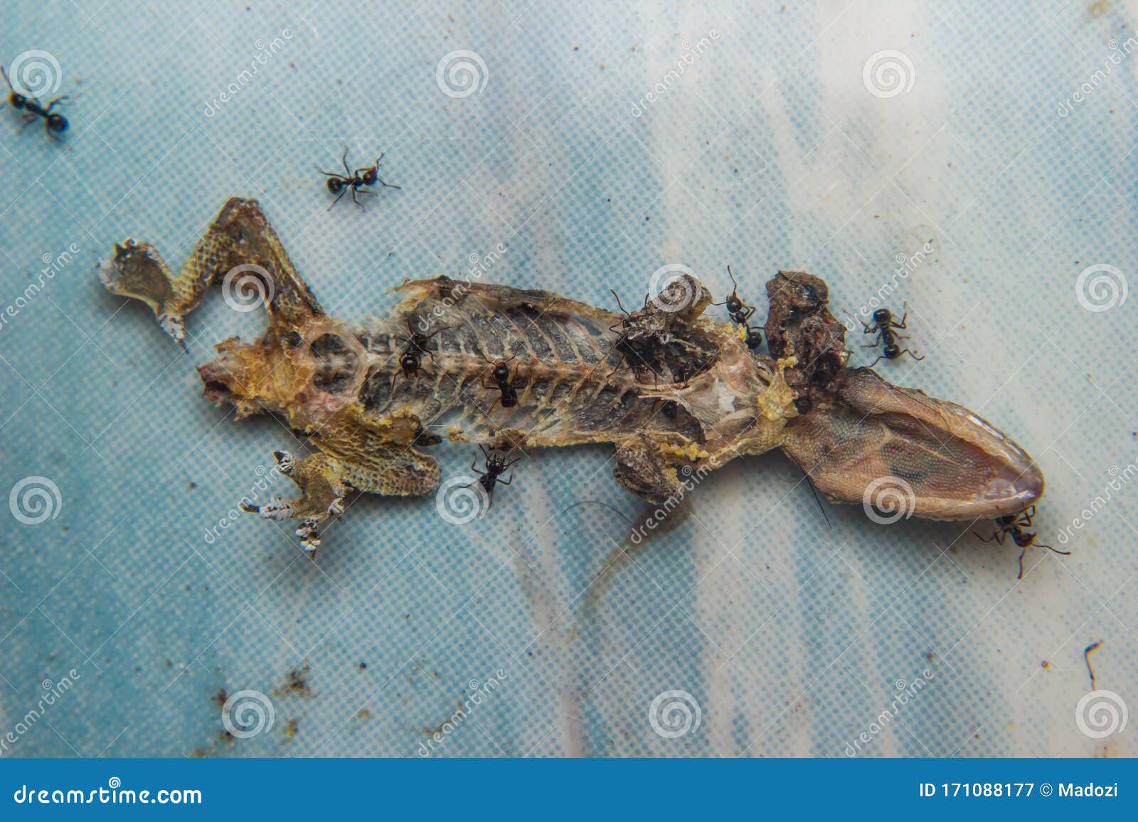 Dried dead small lizard stock image. Image of dried - 171088177