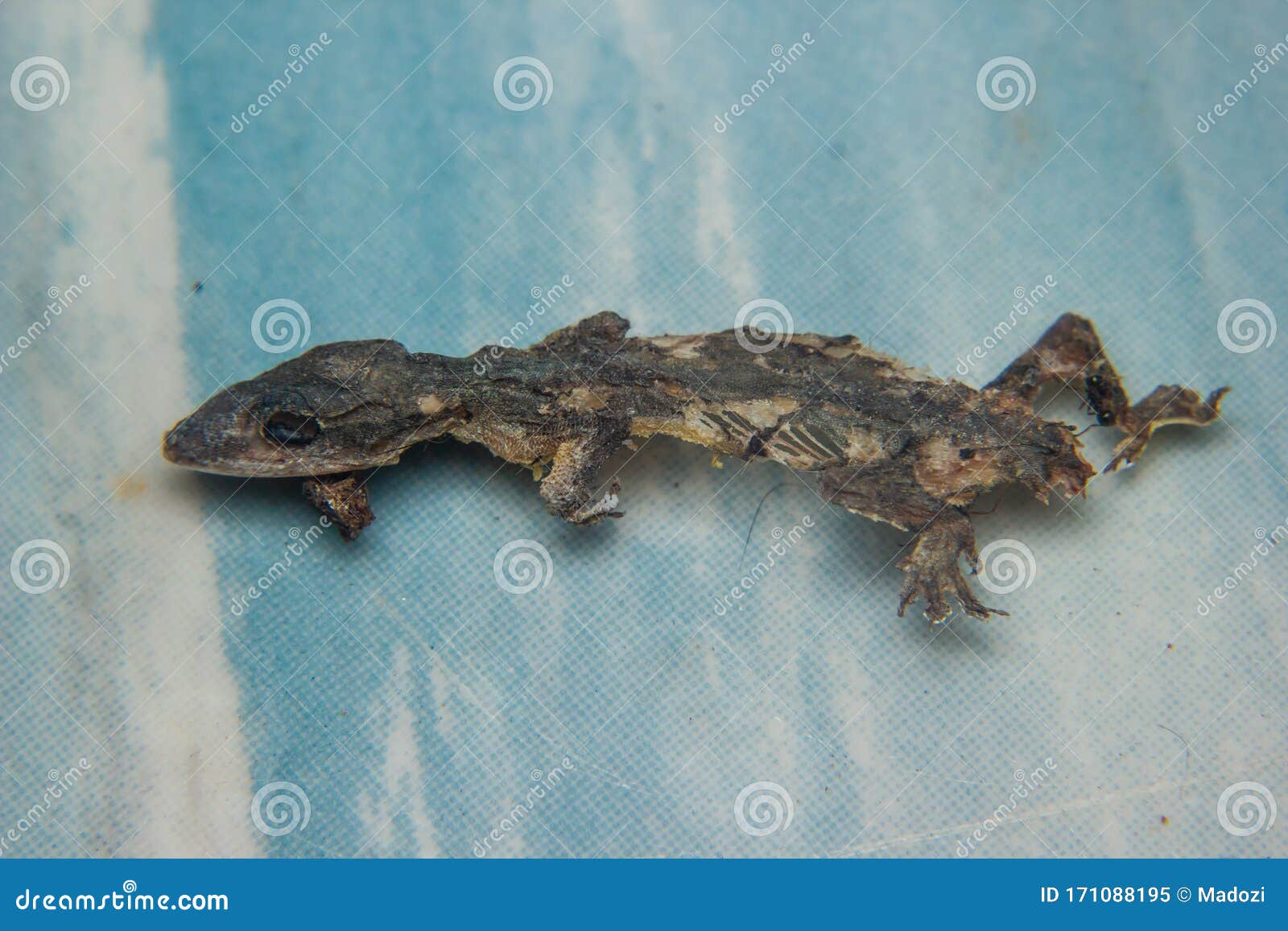 Dried dead small lizard stock image. Image of dried - 171088195