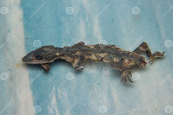 Dried dead small lizard stock image. Image of dried - 171088195