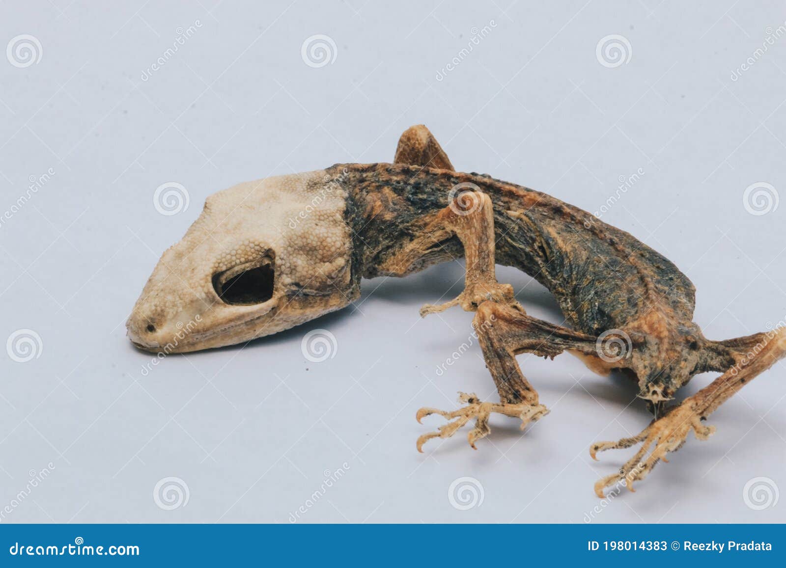 Dried Dead Small Lizard Showing Its Body Skeleton Isolated on White ...