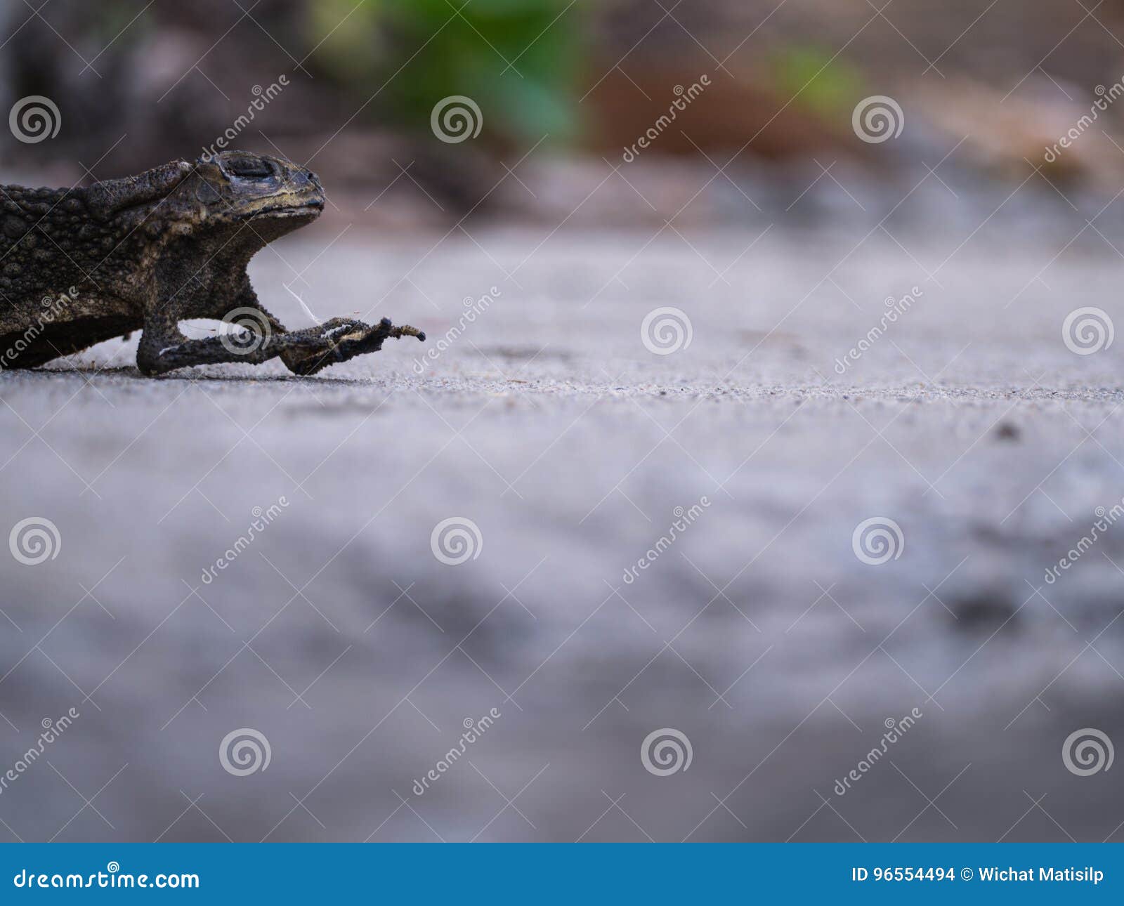 Dried Dead Toad Looks Like a Beggar Stock Photo - Image of nature ...