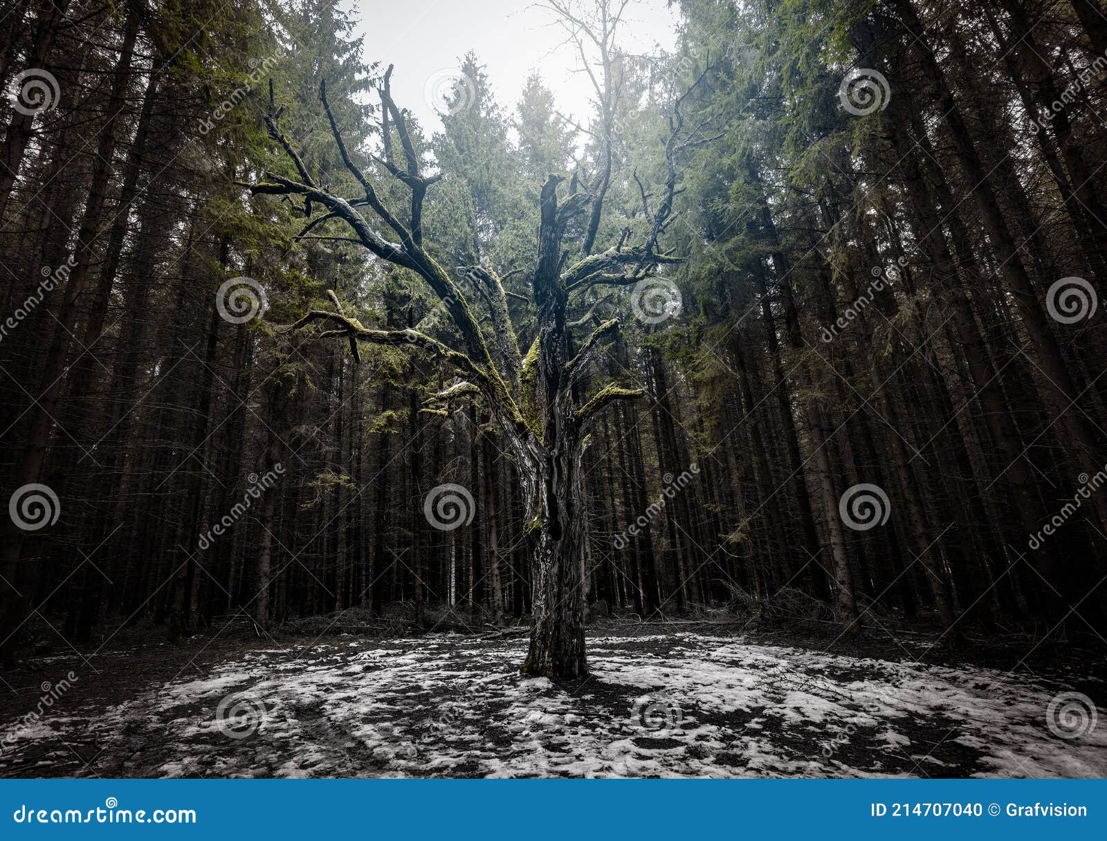 Dried dead tree with moss stock photo. Image of environment - 214707040