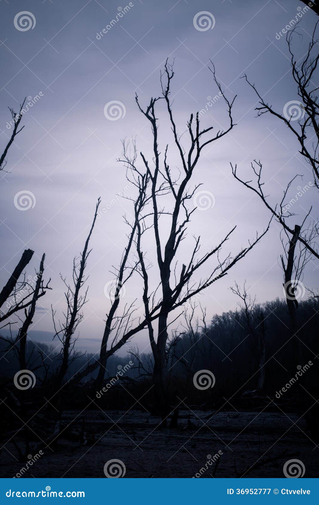Dried dead tree in nature stock image. Image of dutch - 36952777