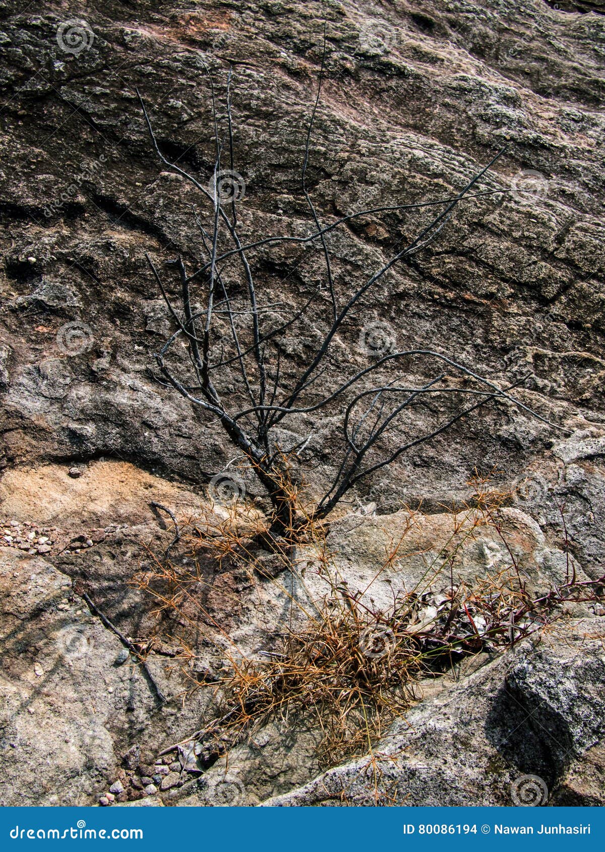 Dried Dead Tree Stem through the Land Stock Photo - Image of soil ...