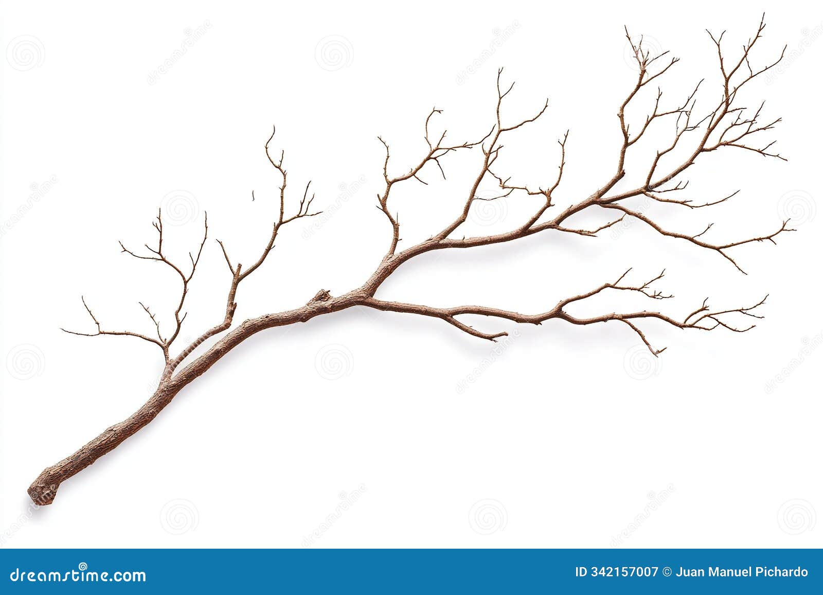 Dry Tree Twig, Isolated on White Background Stock Image - Image of path ...