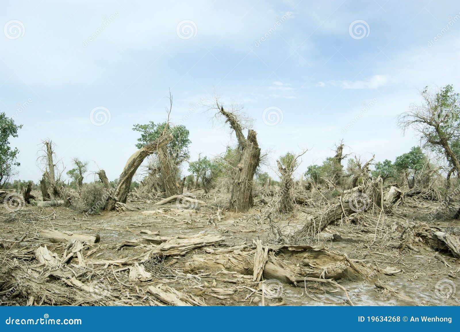 Dried and dead trees stock photo. Image of desert, climate - 19634268