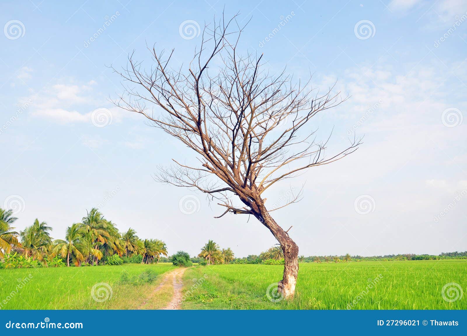 Dried dead trees stock image. Image of green, dead, nature - 27296021