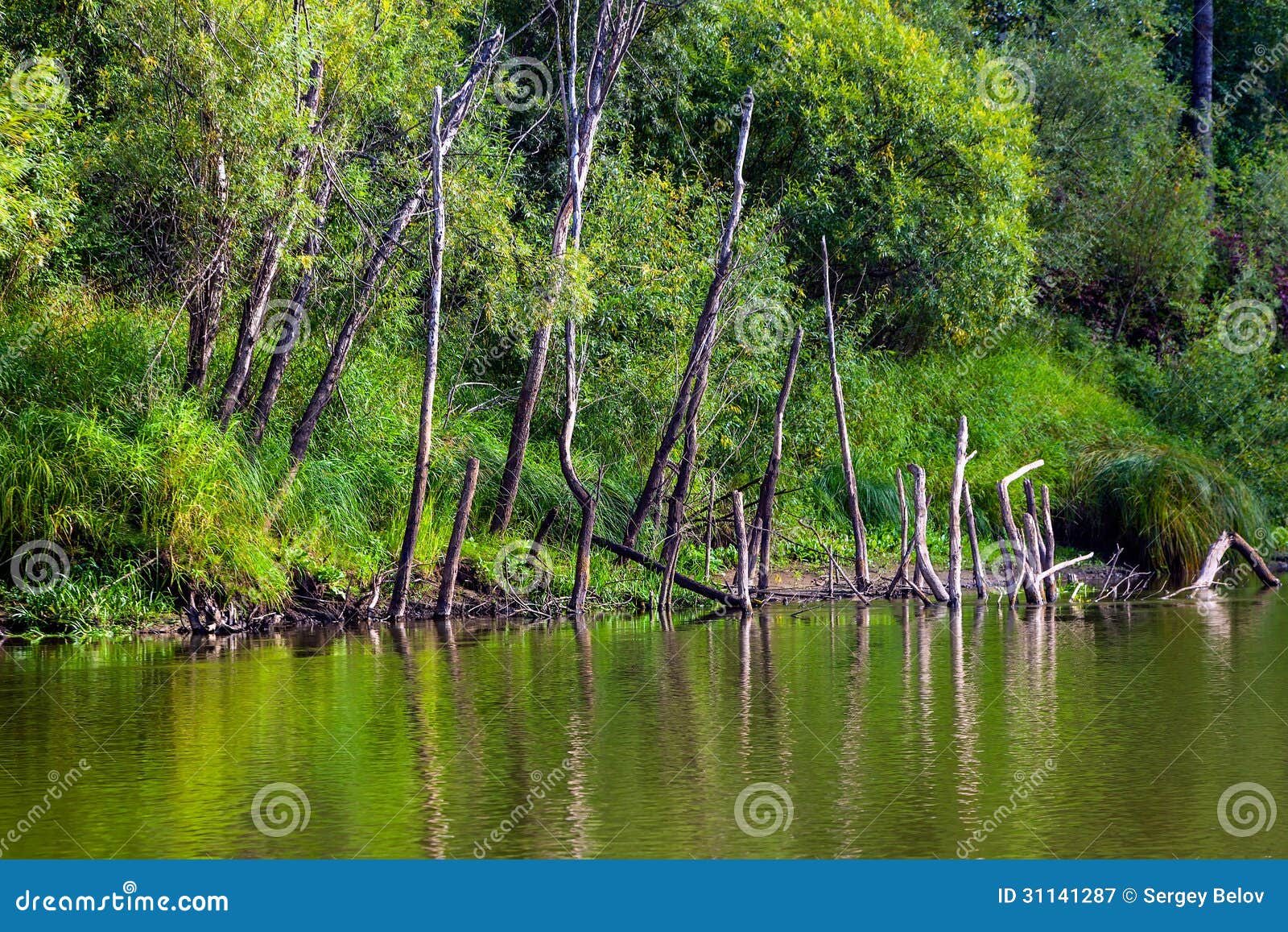 Dried dead trees stock image. Image of outdoors, outside - 31141287