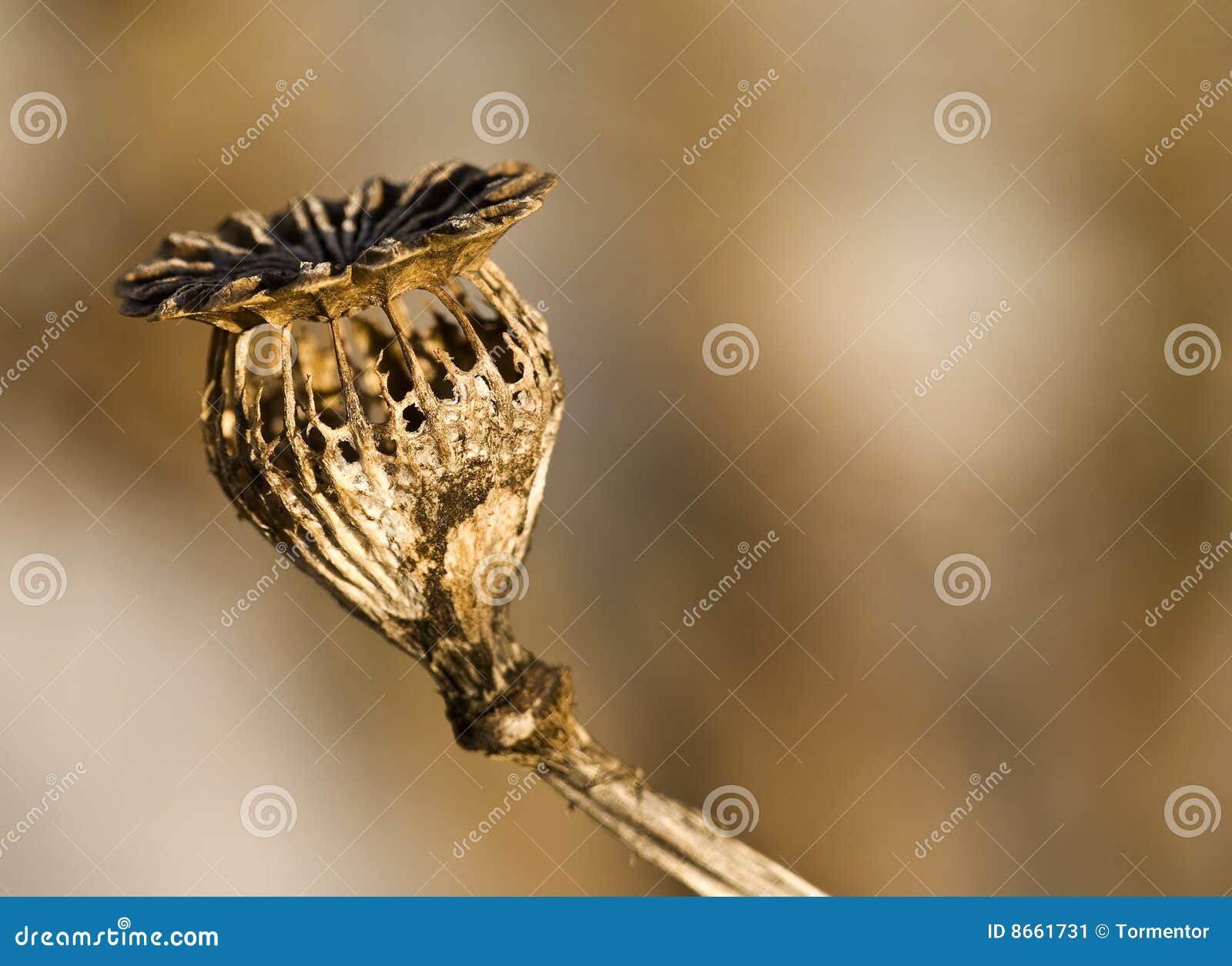 Dried and decayed flower stock image. Image of head, single - 8661731