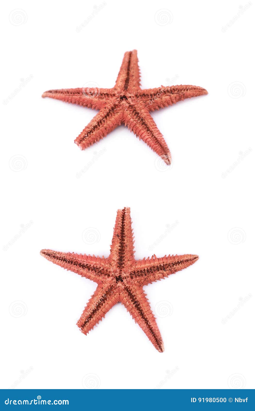 Dried Decorational Star Fish Isolated Stock Photo - Image of isolated ...