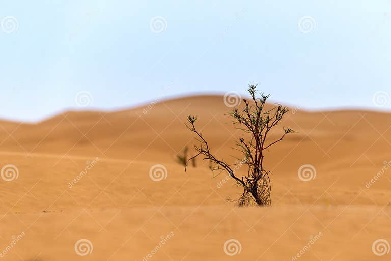Dried Desert Bush on Sand in Desert Stock Photo - Image of dried ...