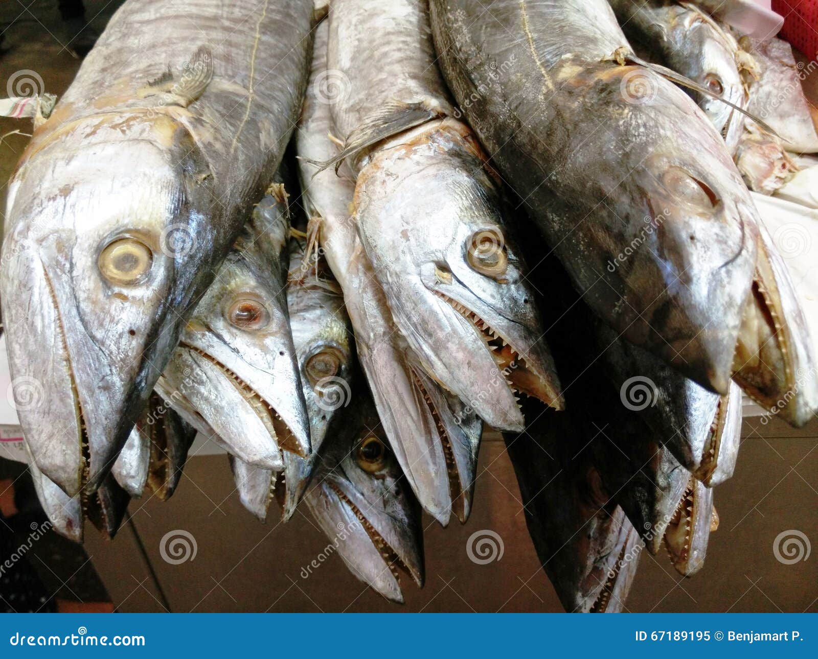 Dried Dorab Wolf-Herring stock image. Image of arctic - 67189195