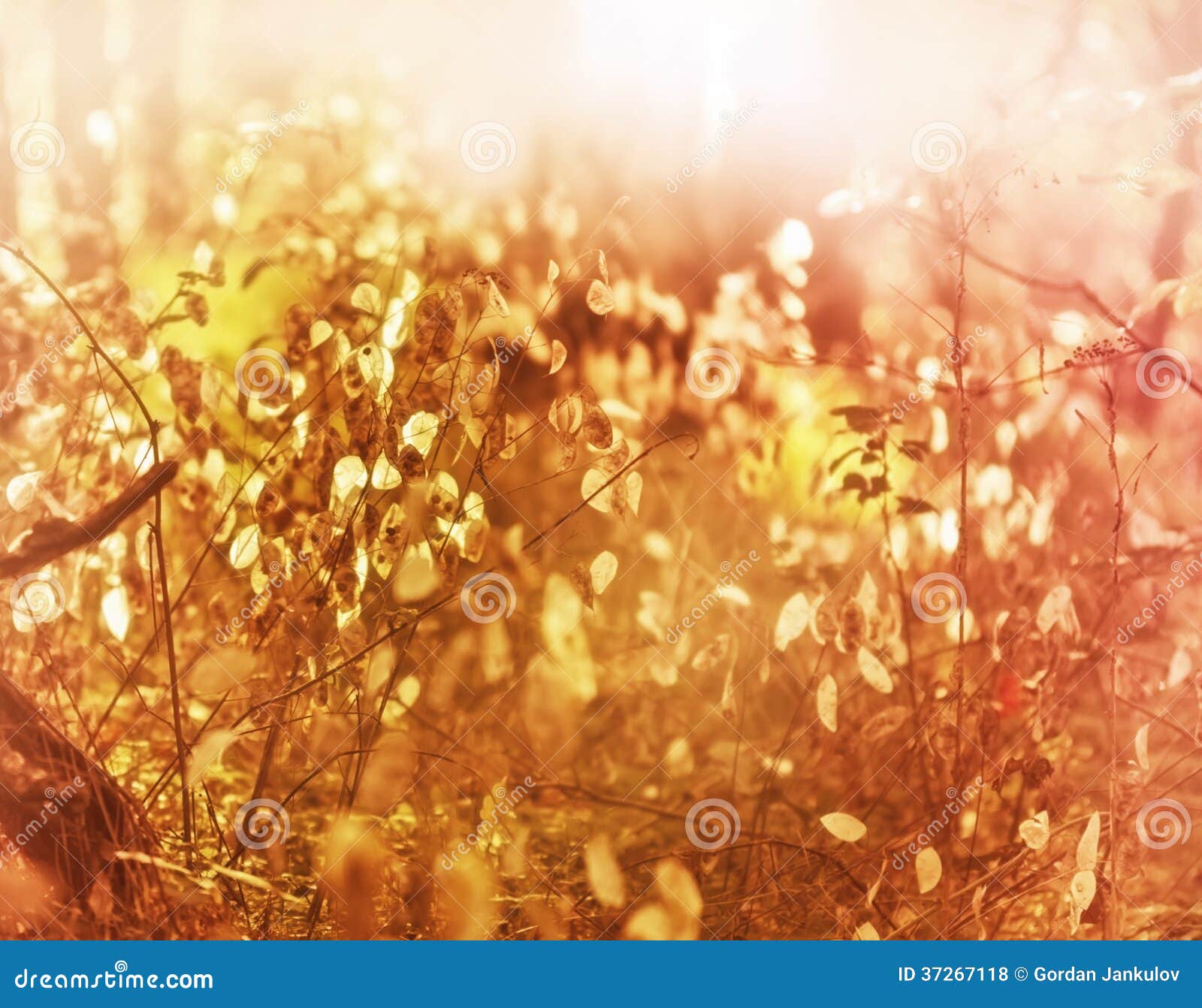 Dried-dry Plants in the Forest Stock Photo - Image of idyllic, fall ...