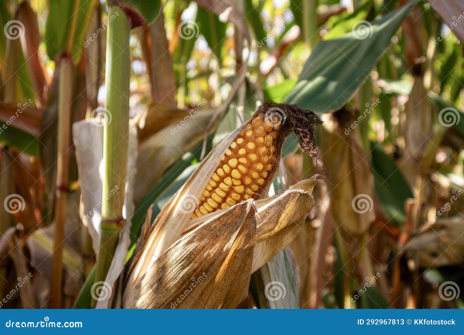 Dried Ear of Corn on Corn Stalk Stock Image - Image of garden, grain ...