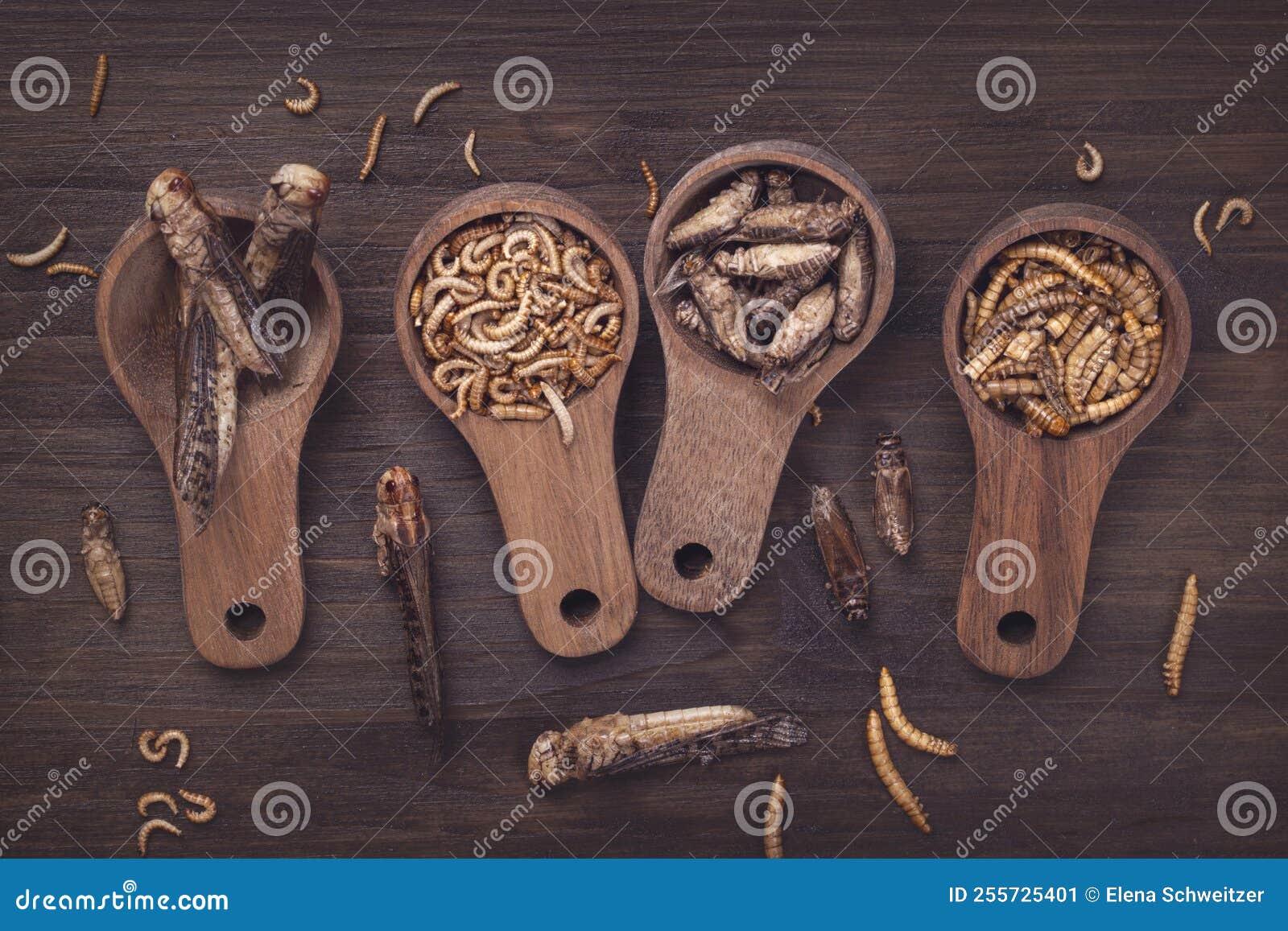 Dried edible insects stock image. Image of wooden, house - 255725401