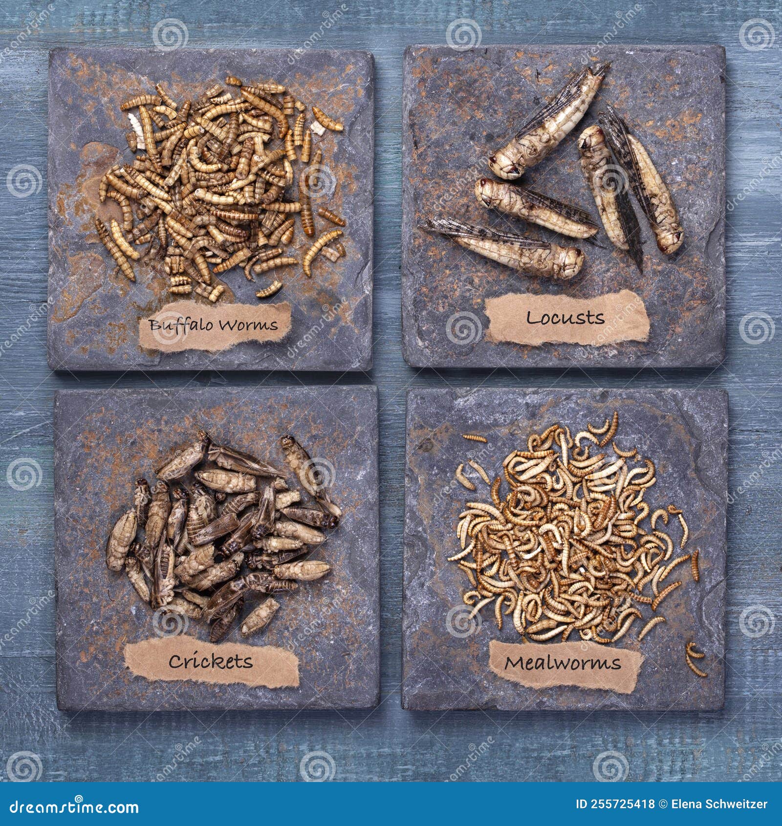 Dried edible insects stock photo. Image of notes, blue - 255725418