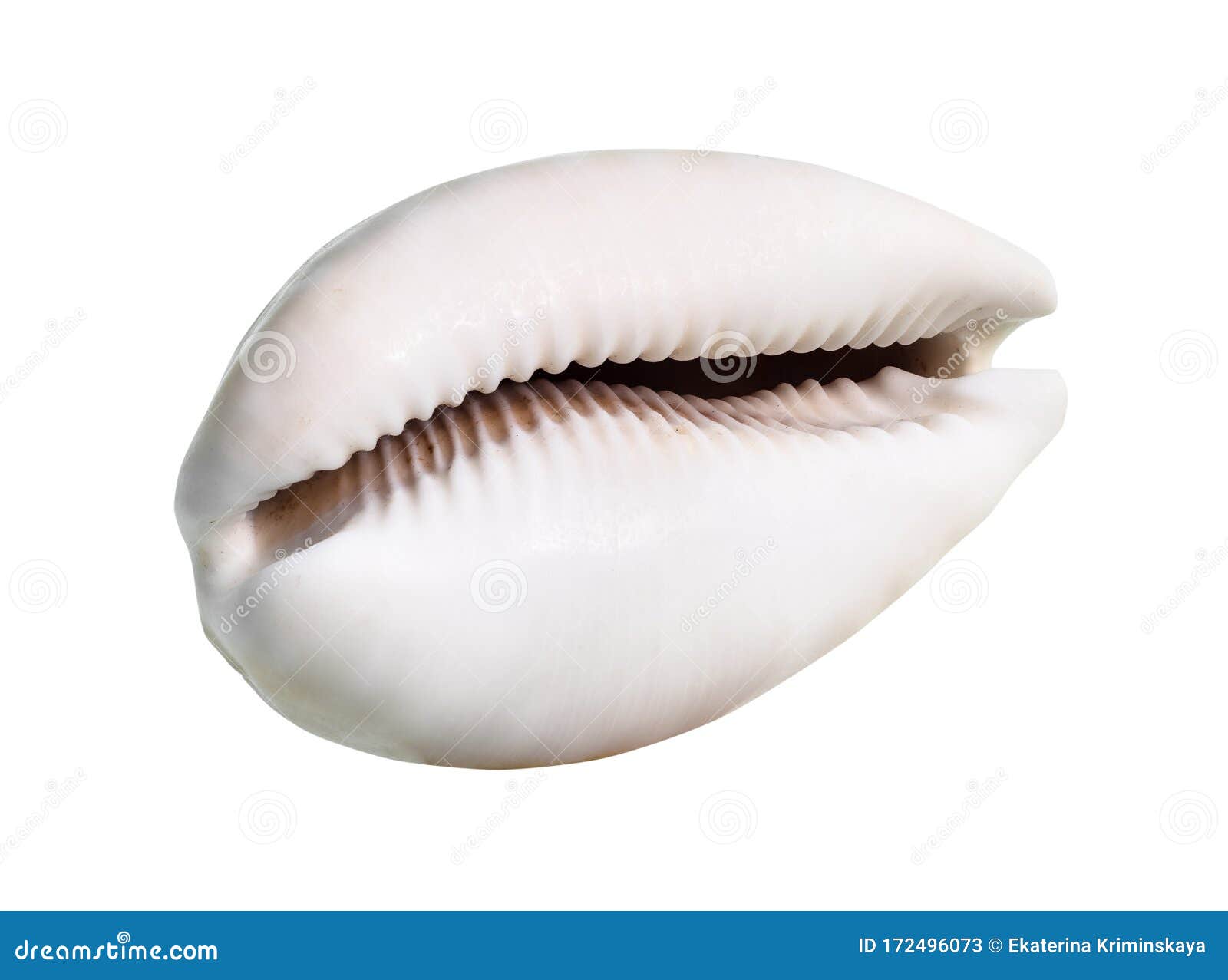 Dried Empty Pink Shell of Cowry Cutout on White Stock Image - Image of ...