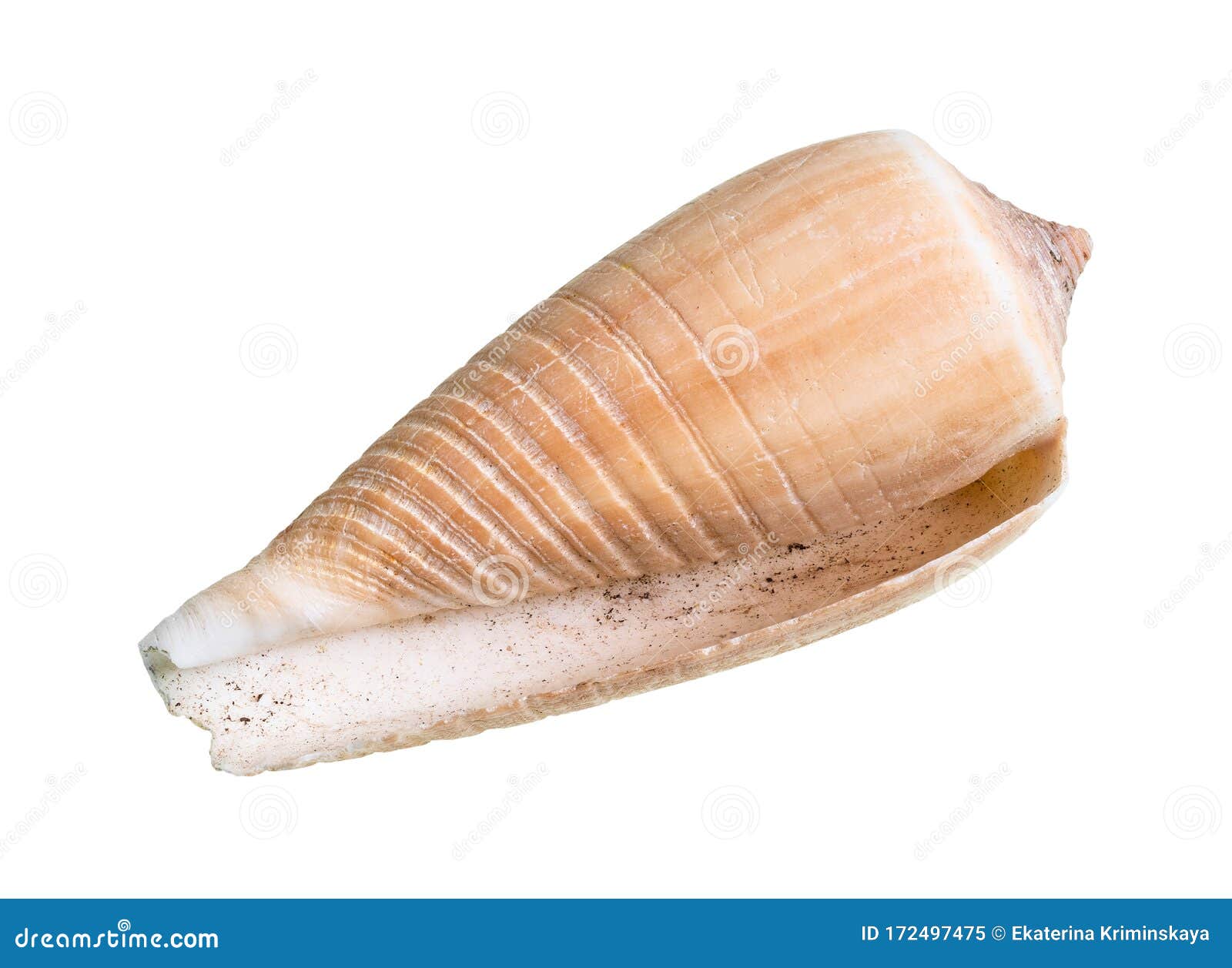 Dried Empty Shell of Cone Snail Cutout on White Stock Image - Image of ...