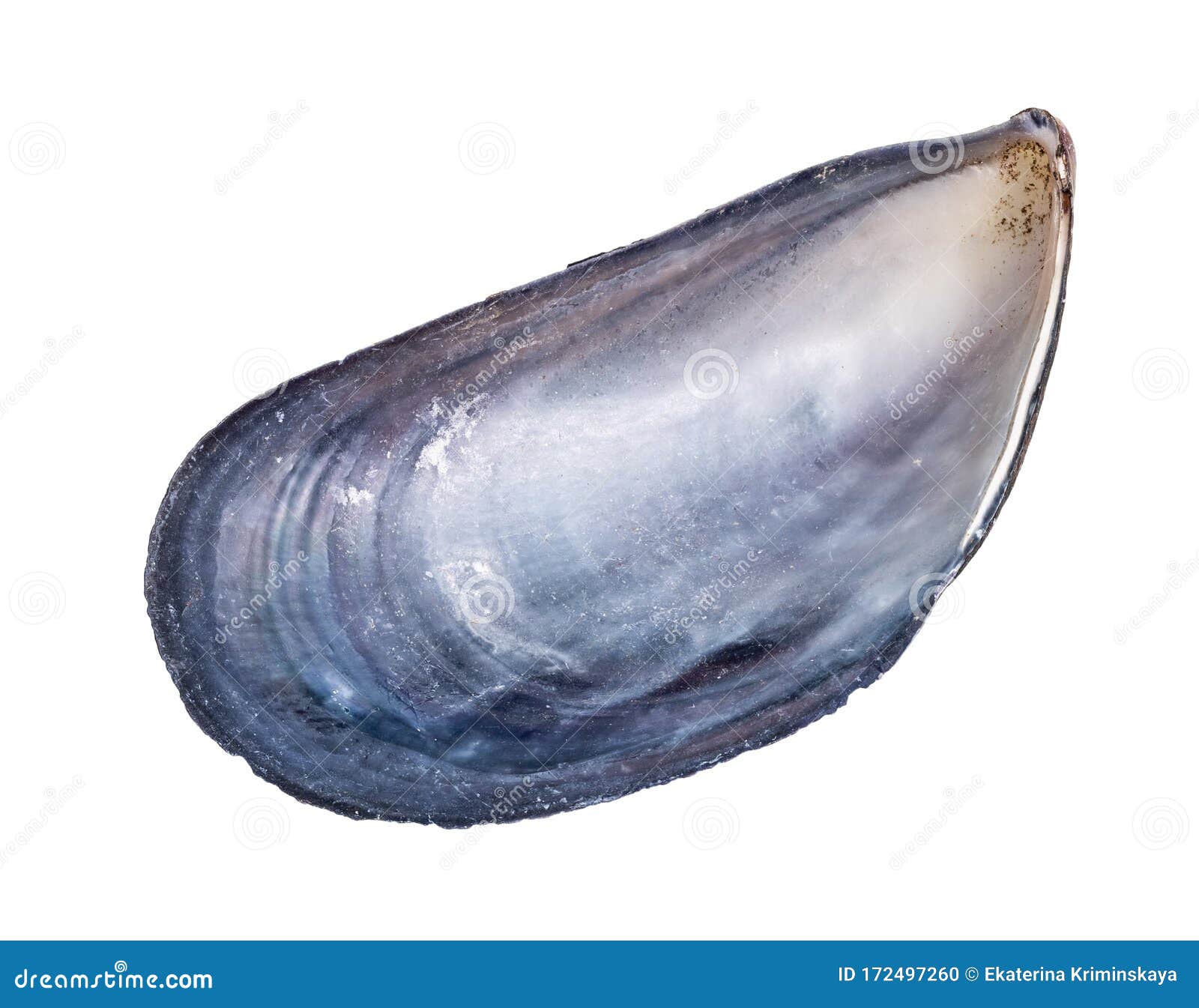 Dried Empty Shell of Mussel Cutout on White Stock Photo - Image of ...